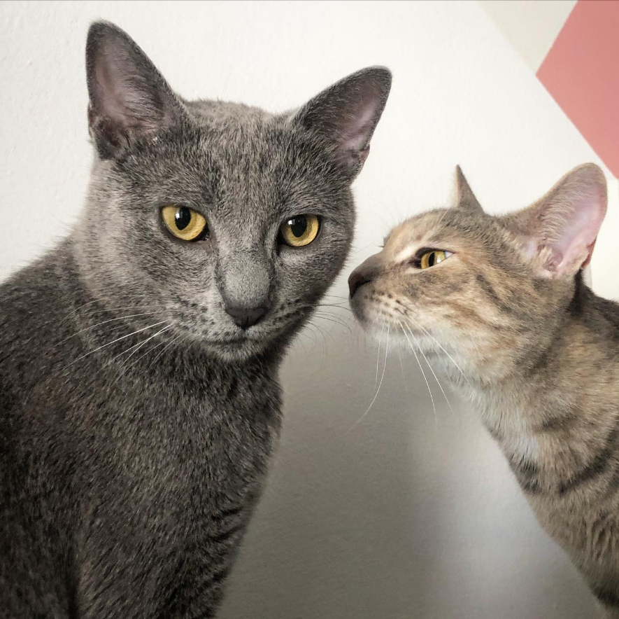 - topetmou Ο Γιώργος Ζέρβος και οι γάτες του