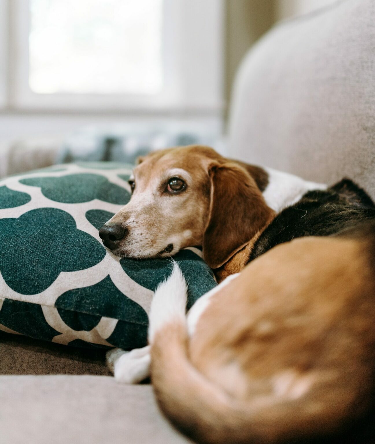 - topetmou 15 αλήθειες για τα Beagle