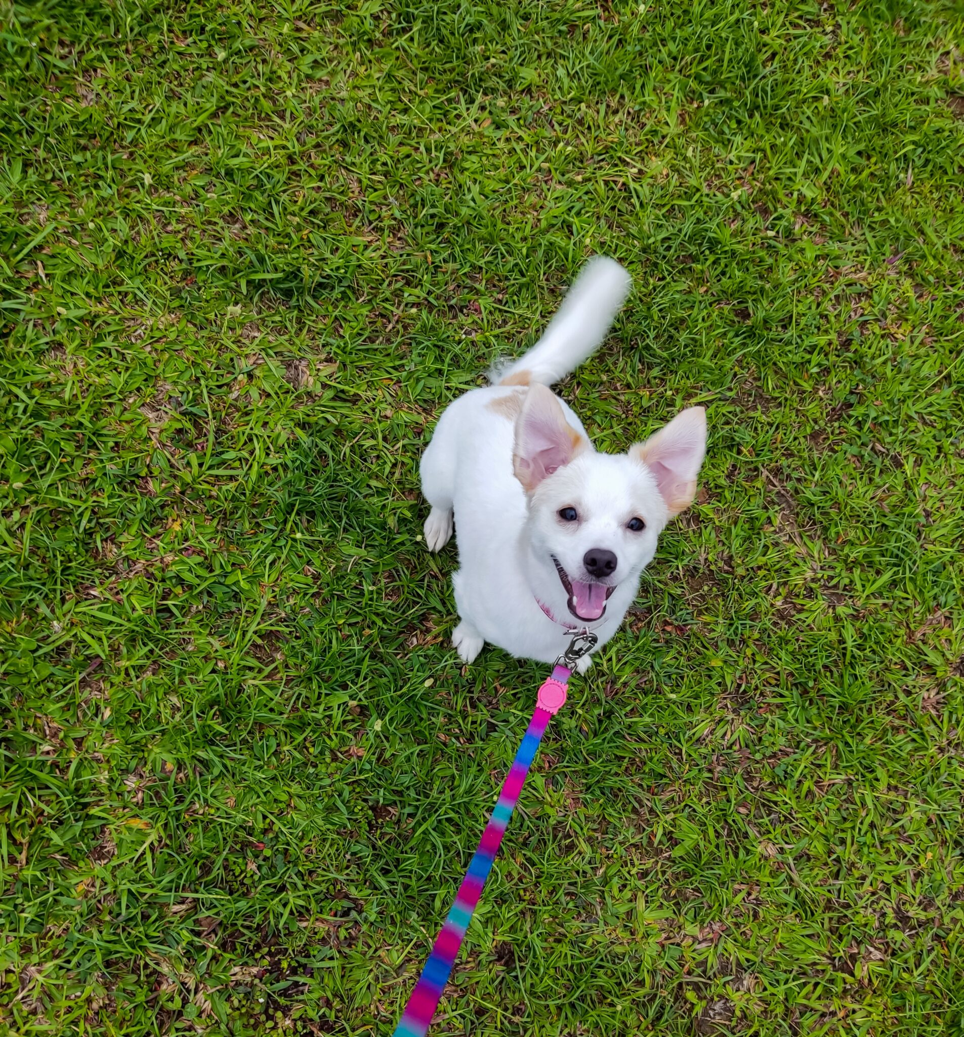 - topetmou Οι 6 ελληνικές φυλές σκύλων