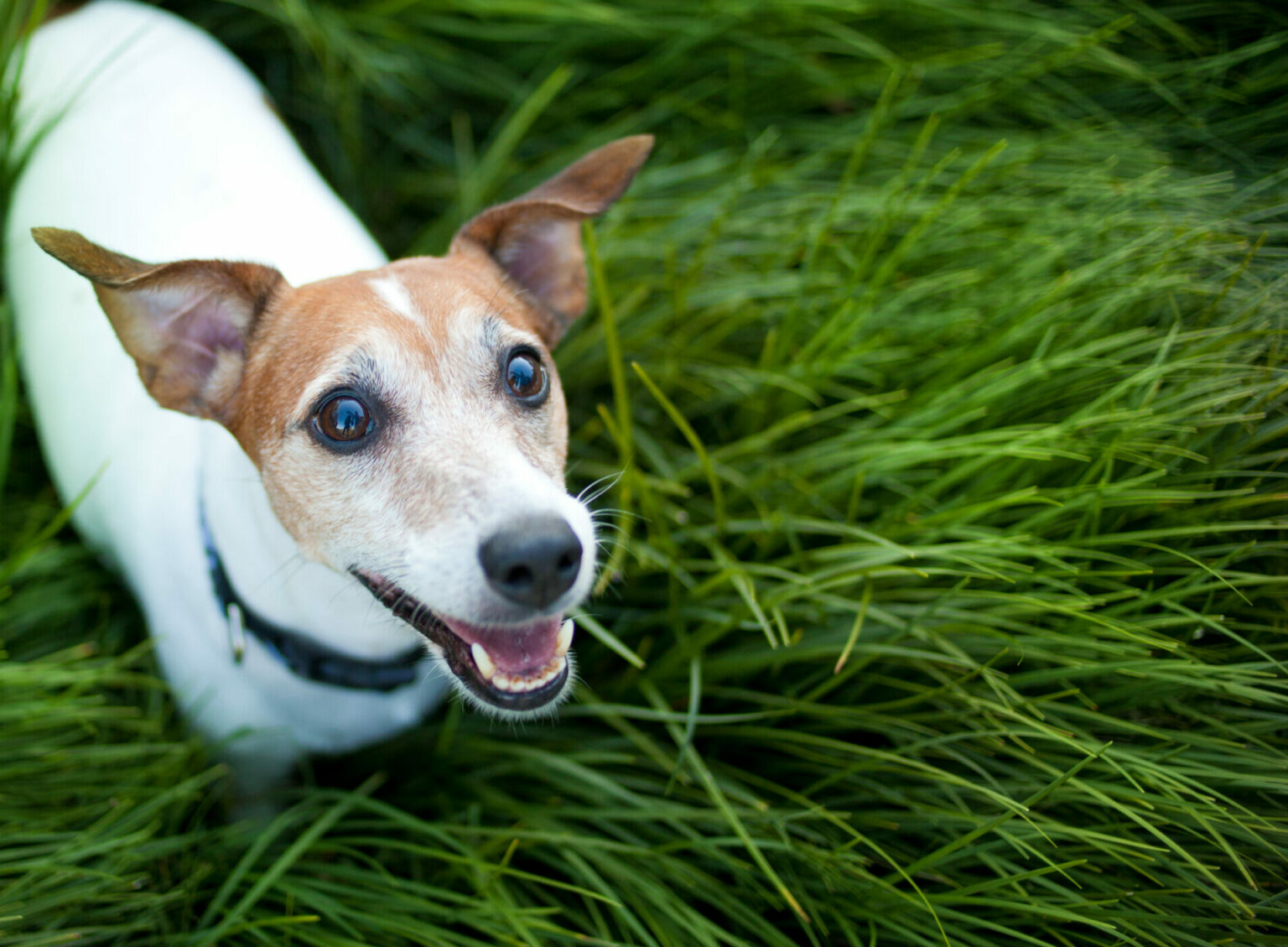 - topetmou 7 εντυπωσιακές πληροφορίες για τα Τζακ Ράσελ