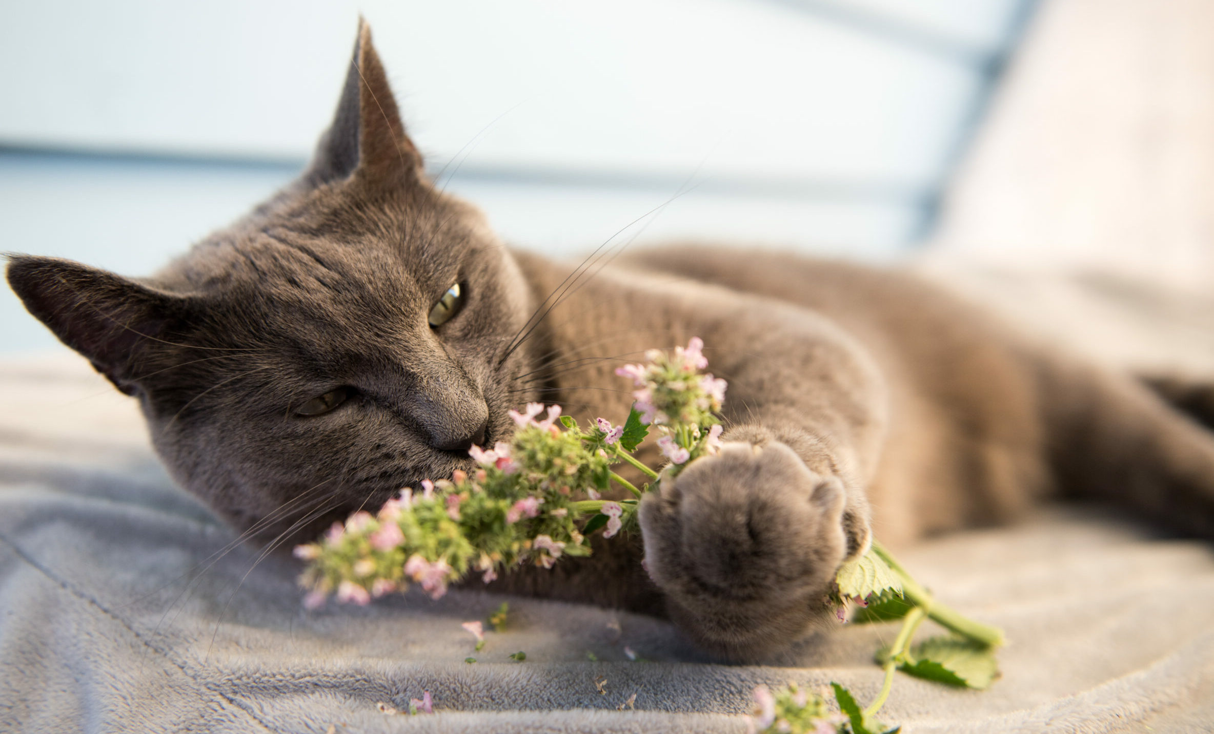 Catnip: Το βότανο που ξετρελαίνει τις γάτες - topetmou