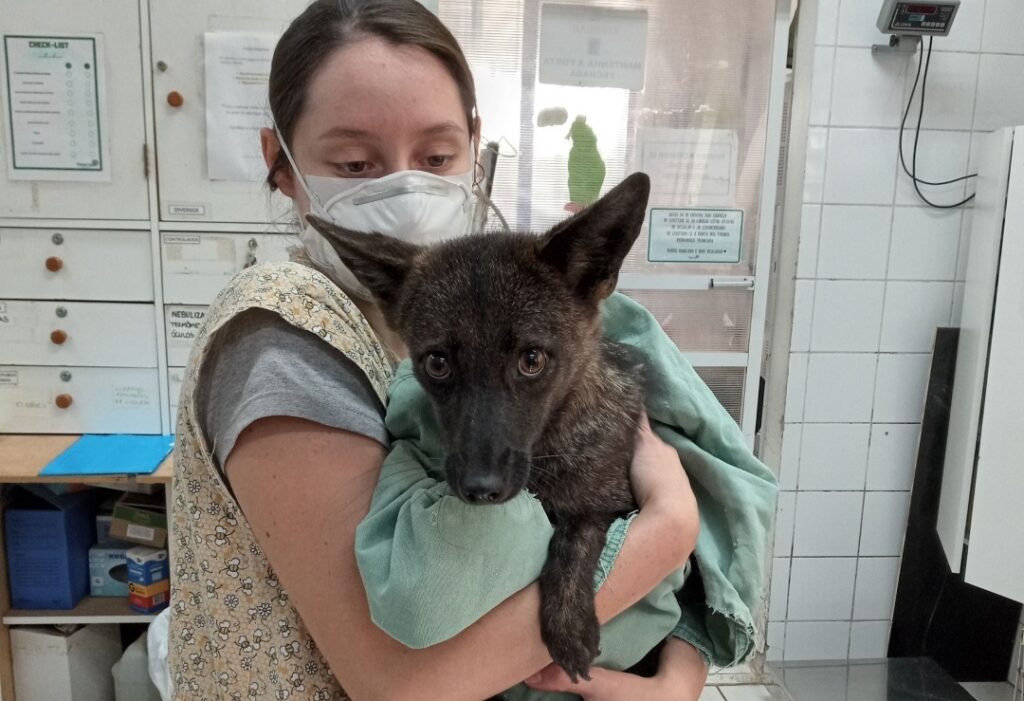 - topetmou Οι 6 ελληνικές φυλές σκύλων