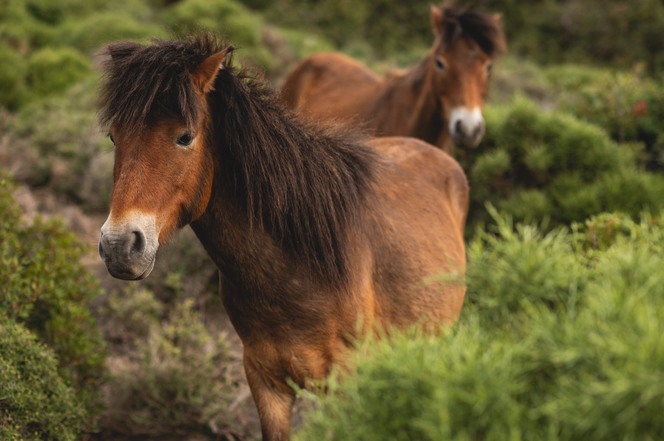 Συνέντευξη Κτήμα Μουριές - Αλογάκια της Σκύρου - topetmou