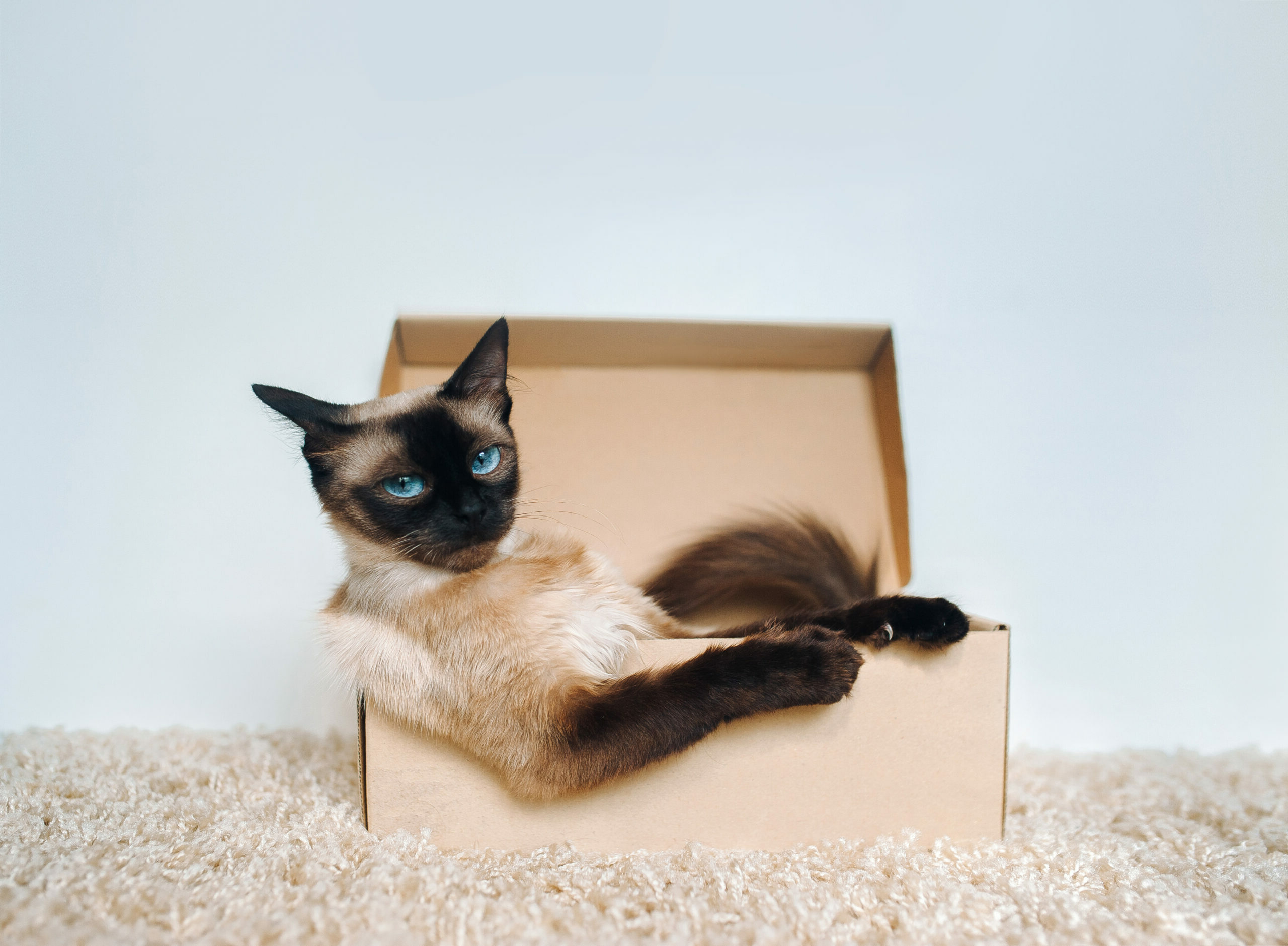 - topetmou 7 σημάδια ότι η γάτα σας βαριέται