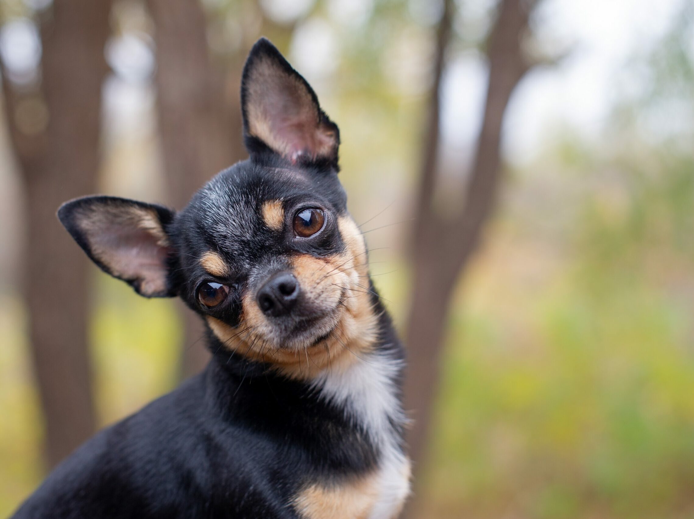- topetmou 6 μύθοι για τα τσιουάουα