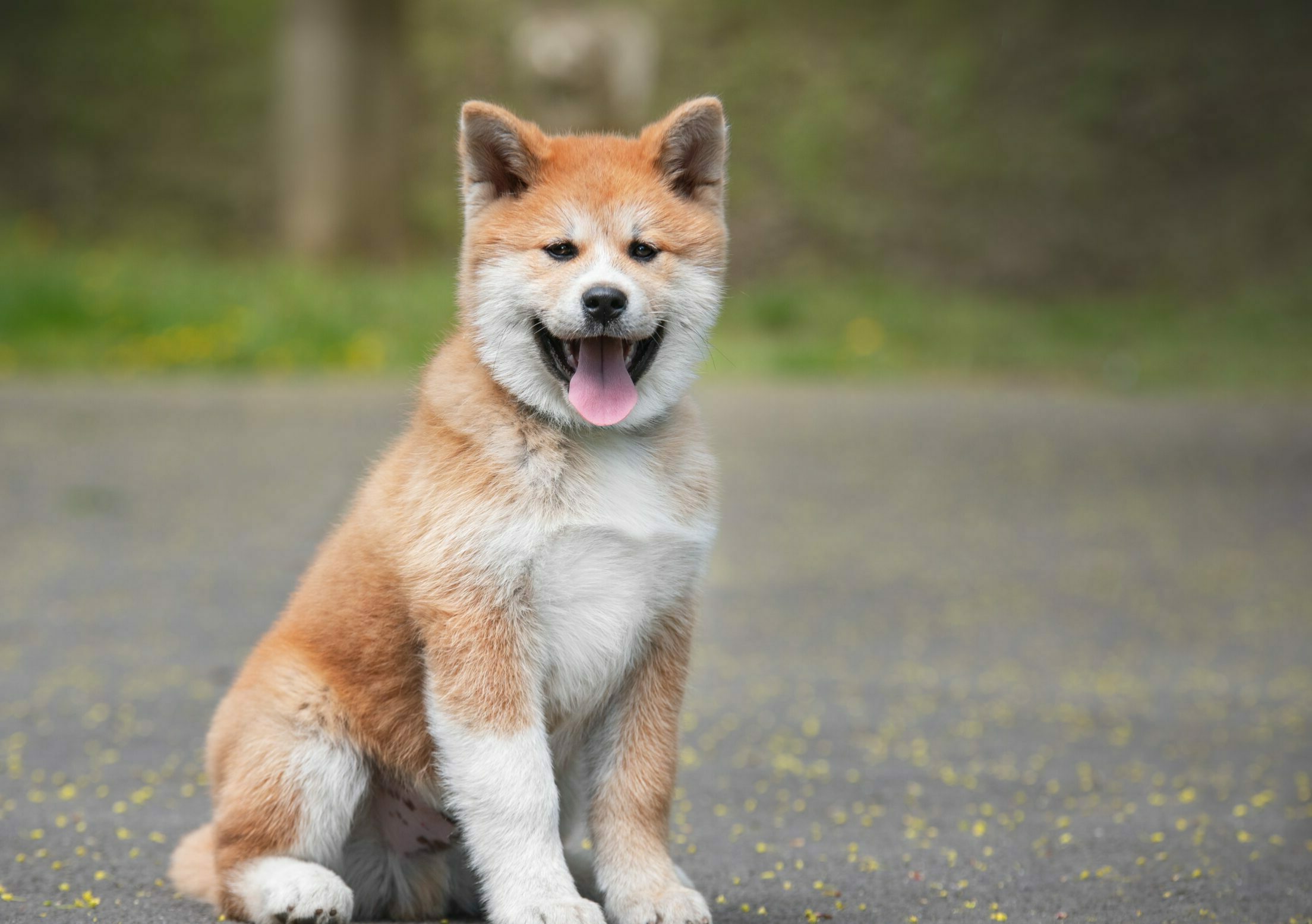 Οι φυλές σκύλων που θυμίζουν αλεπού - topetmou