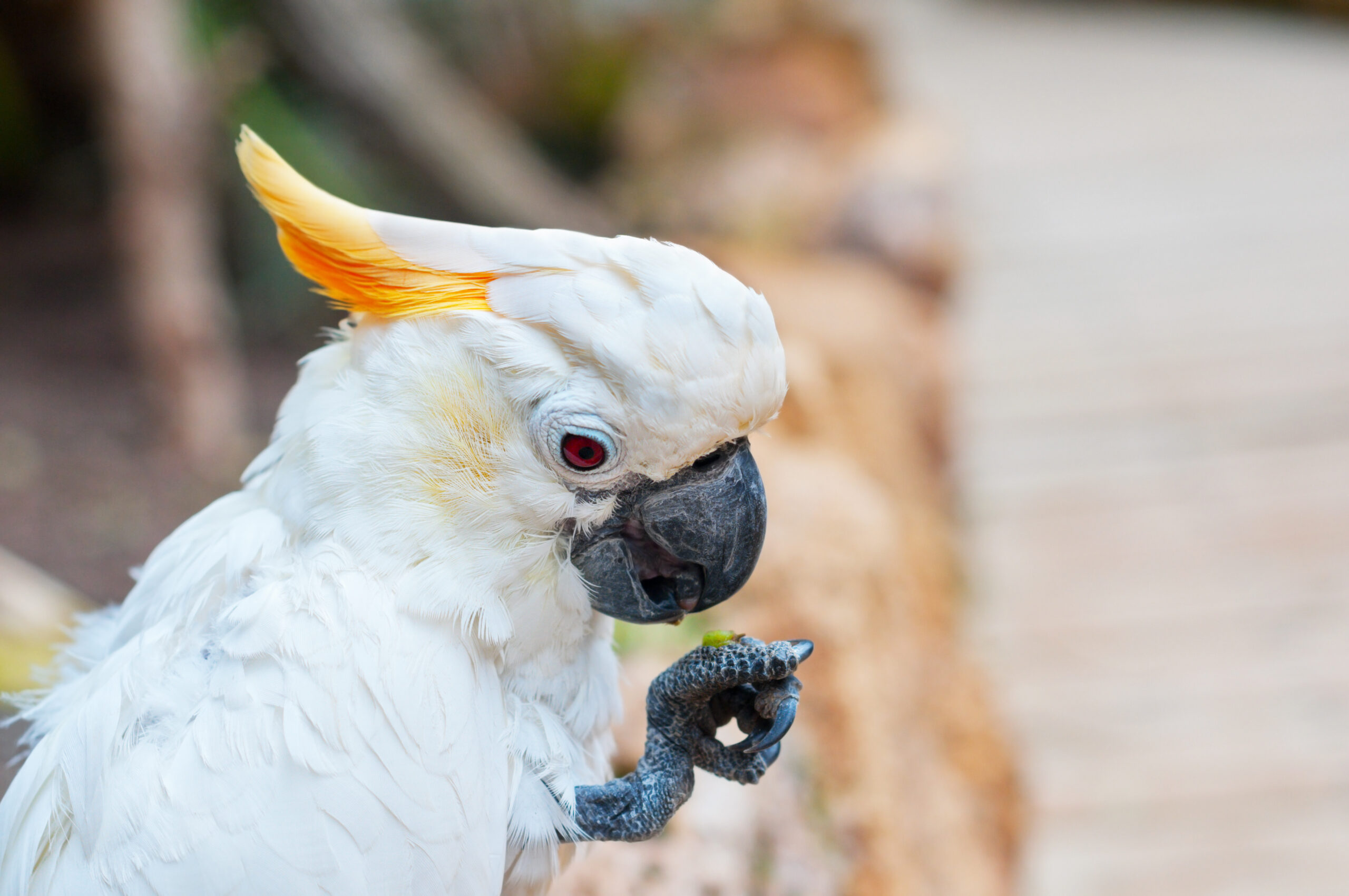 Ποια είδη πτηνών μπορούν να εκπαιδευτούν - topetmou