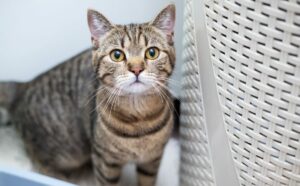 Γάτες tabby: Ποιες είναι και πώς να τις αναγνωρίζετε - topetmou