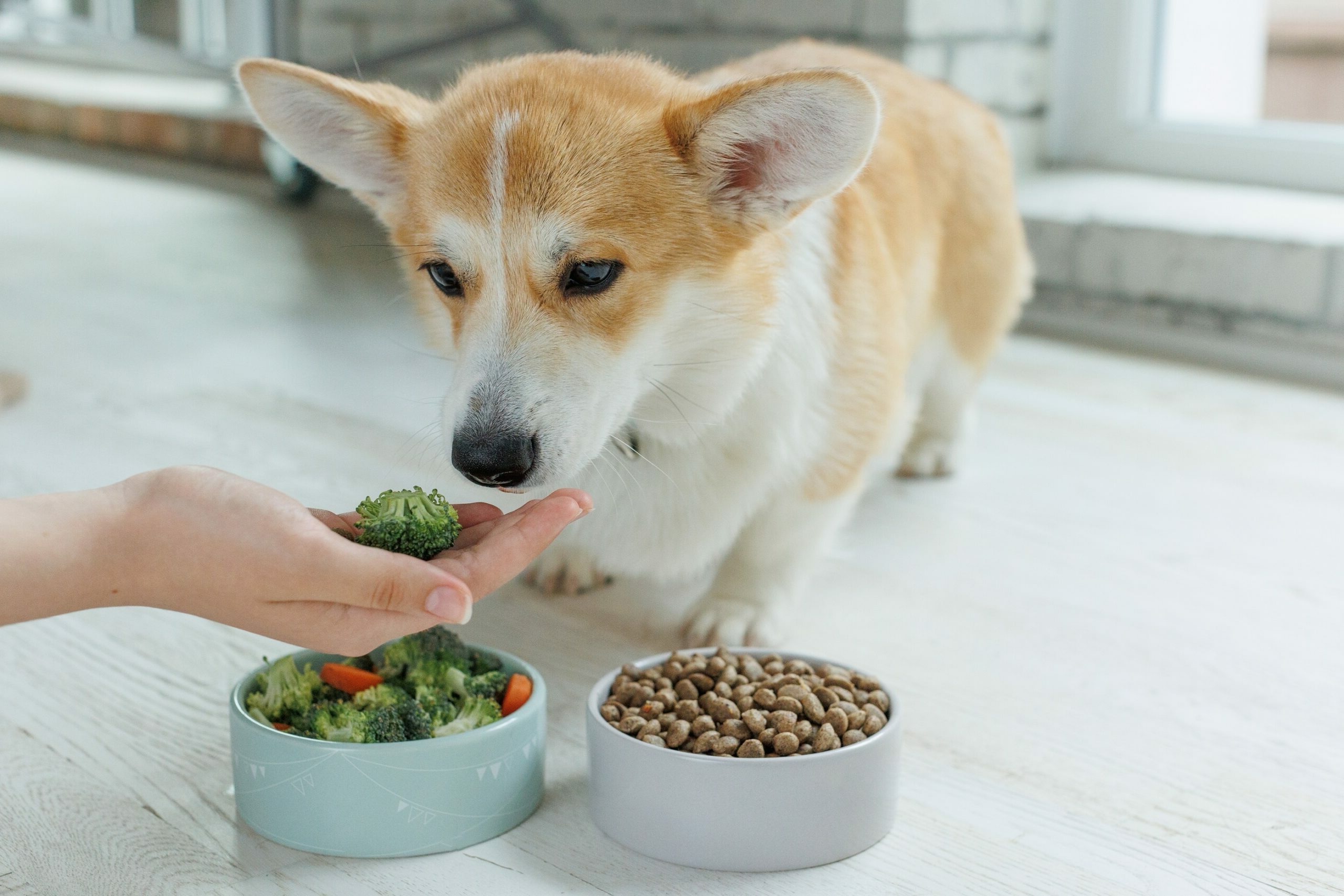 Έρευνα για τη vegan διατροφή στους σκύλους ανατρέπεται - topetmou