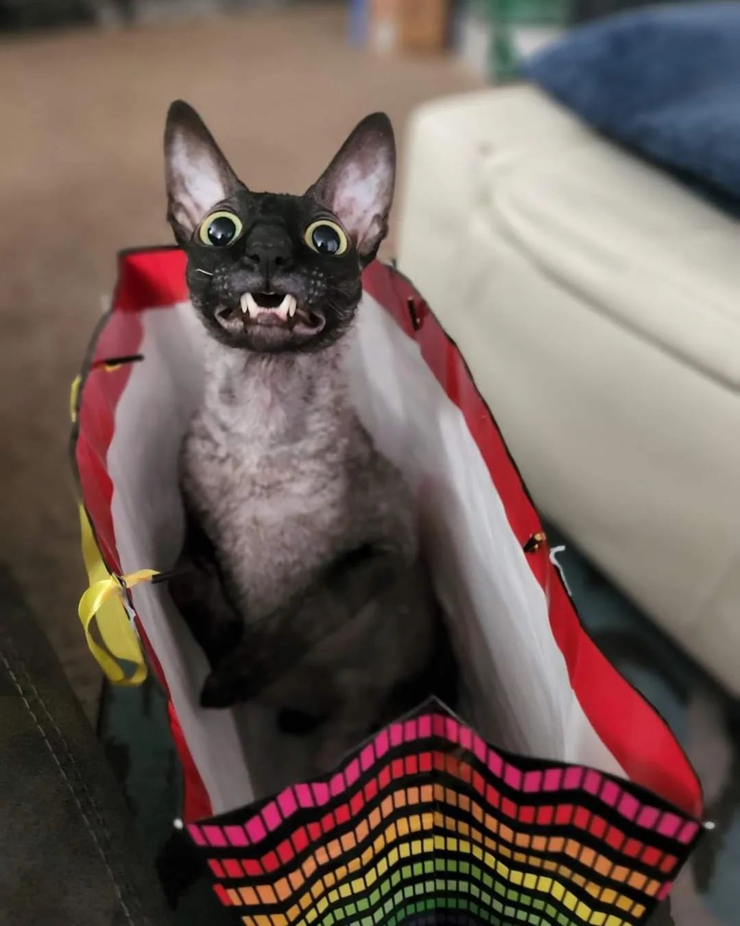 Γάτες με σγουρό τρίχωμα - Γνωρίστε 10 σπάνιες φυλές - topetmou