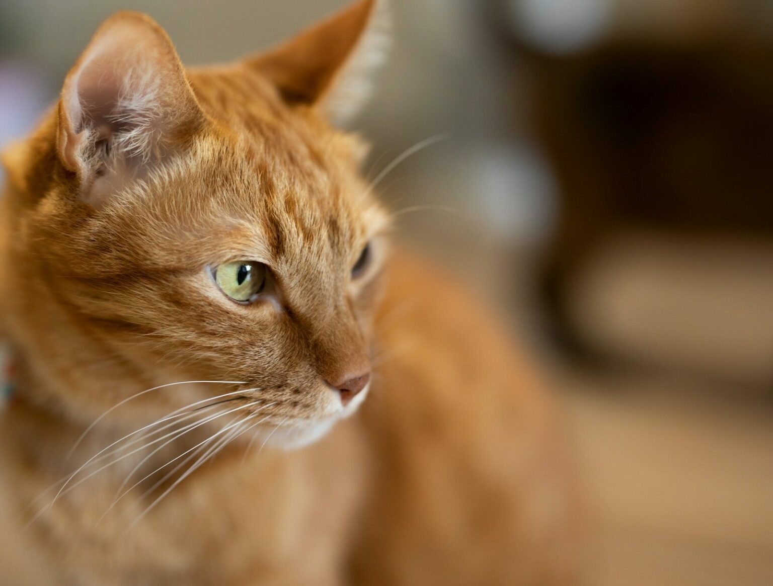 Όλα όσα πρέπει να γνωρίζετε για τις ginger γάτες - topetmou