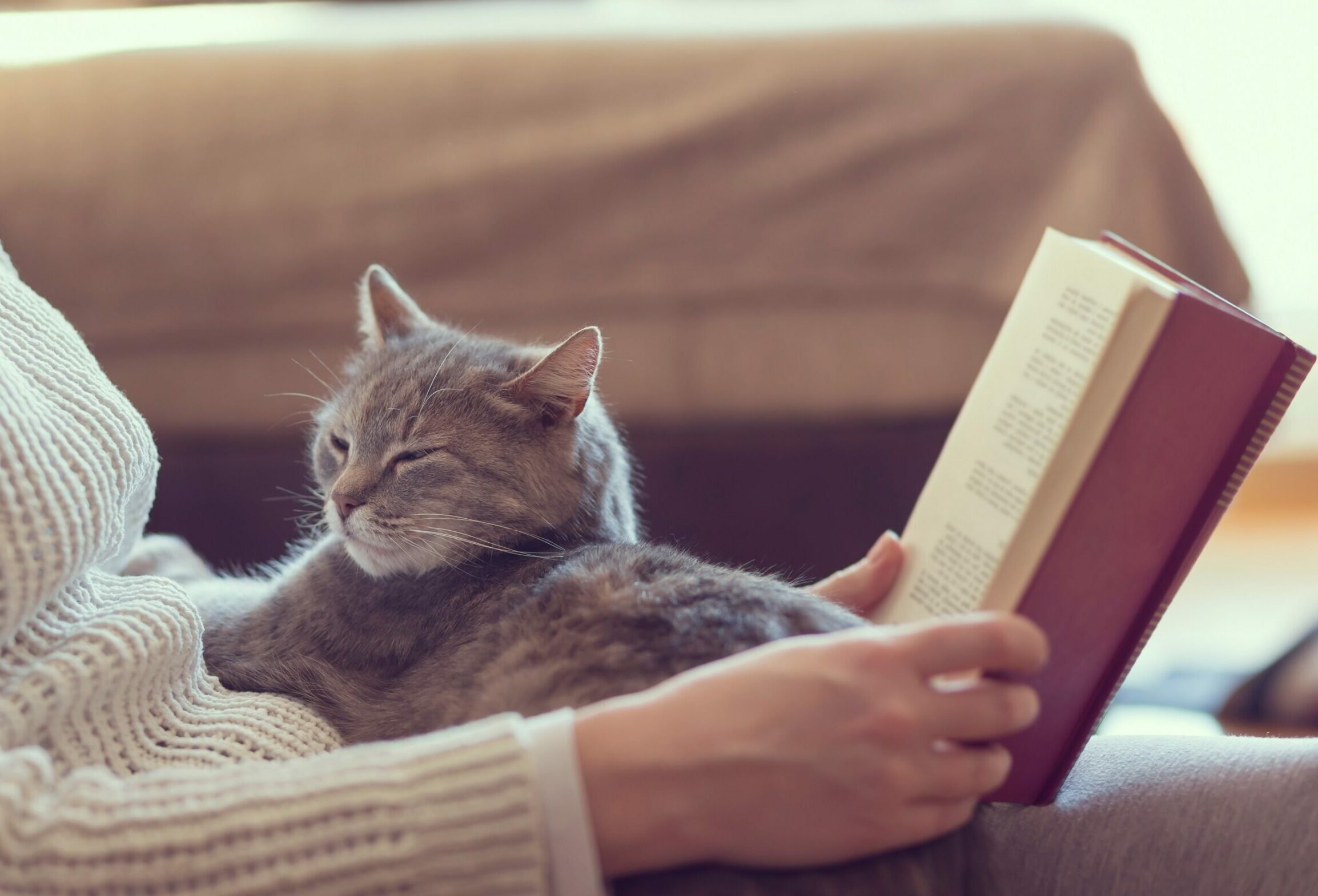 7 τρόποι να θέλει η απόμακρη γάτα σας αγκαλιές - topetmou