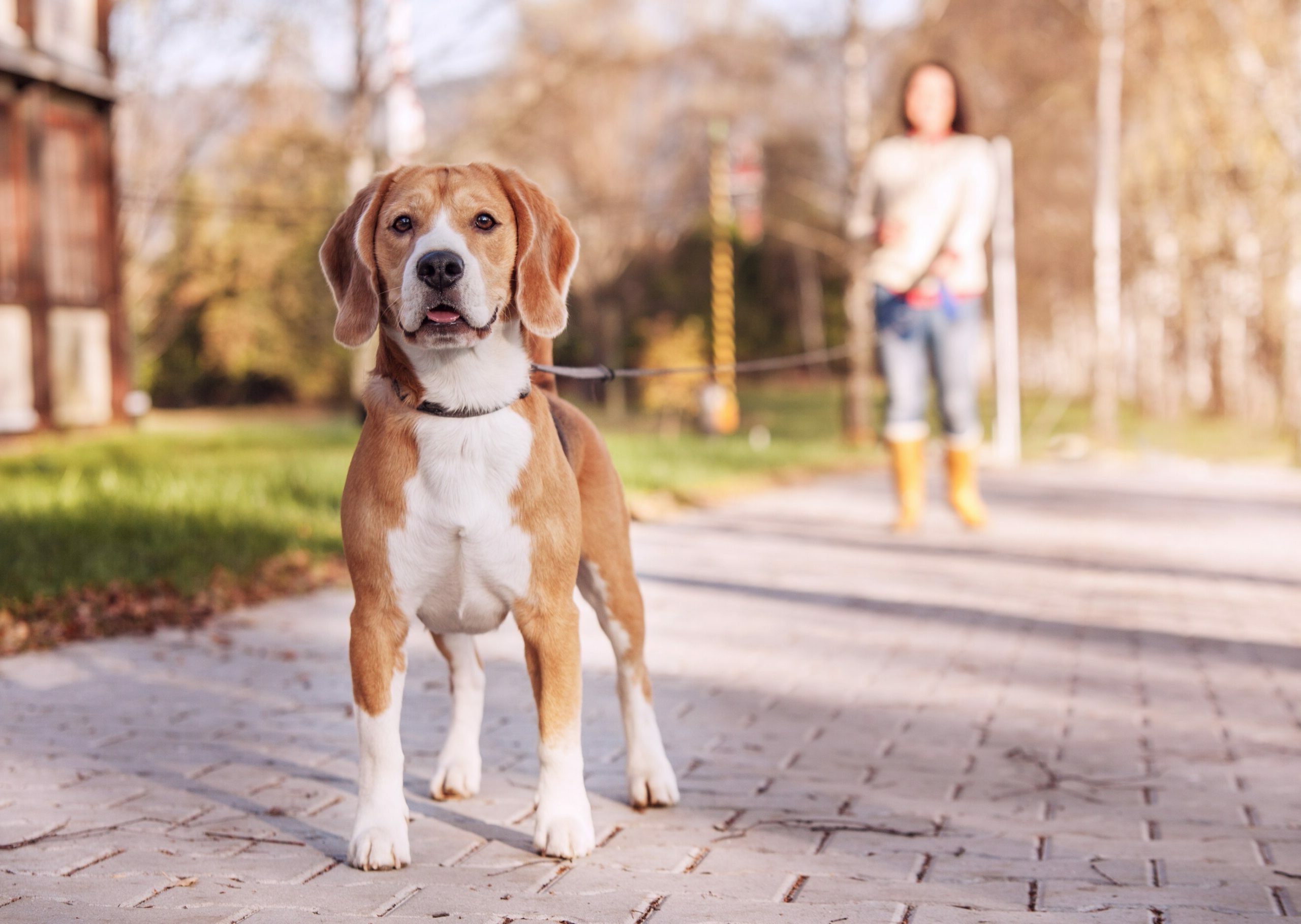 Όσα πρέπει να γνωρίζετε πριν πάρετε ένα Beagle - topetmou