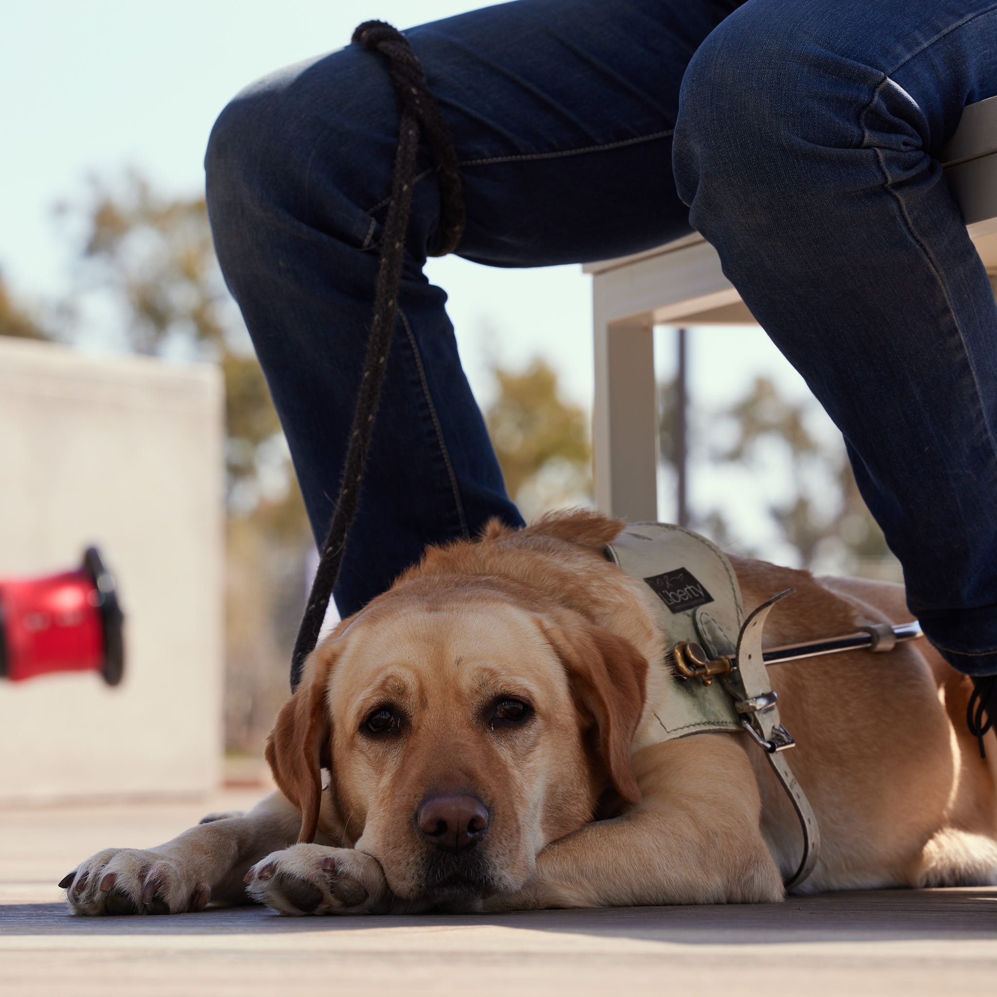 - topetmou Liberty Guide dogs σκύλοι οδηγοί ανθρώπων με οπτικές αναπηρίες