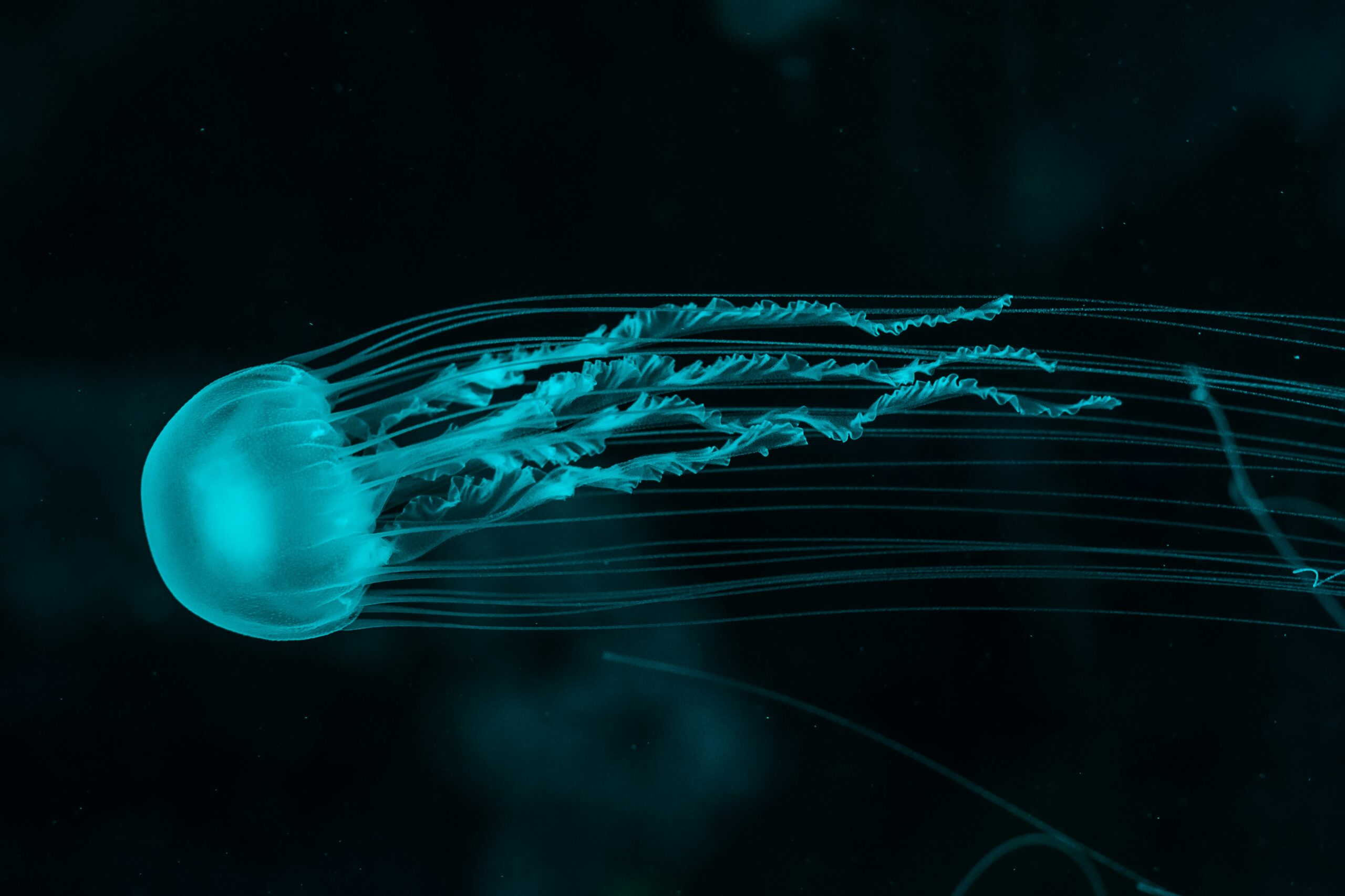 7 «αθάνατα» ζώα - topetmou