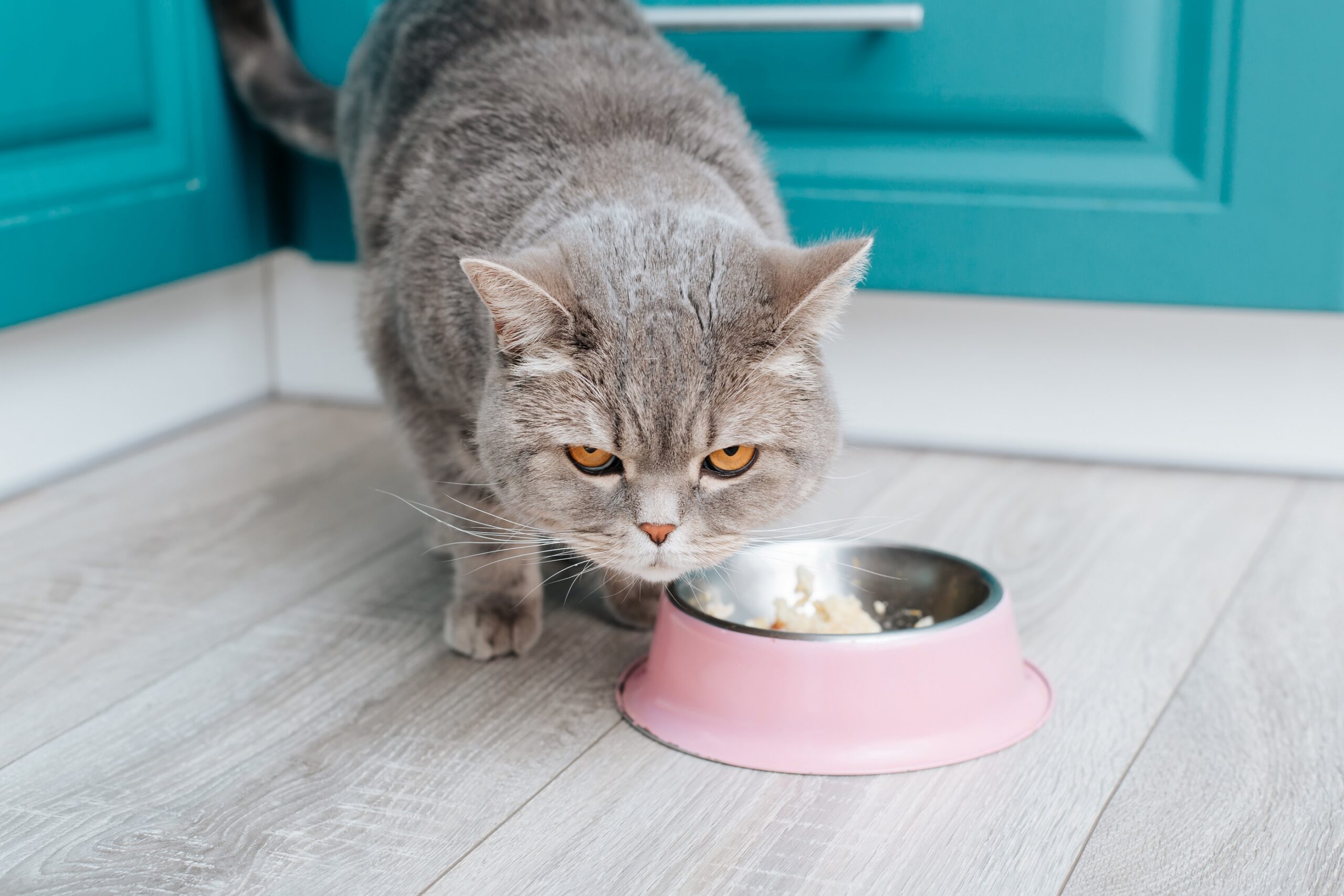 Πρόκειται να φιλοξενήσετε μια επιθετική γάτα; 6 συμβουλές για το πώς να τη φροντίσετε - topetmou