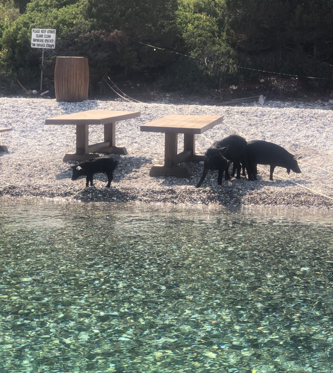 Pigs swimming together with humans in the Ionian Sea (picts,videos)