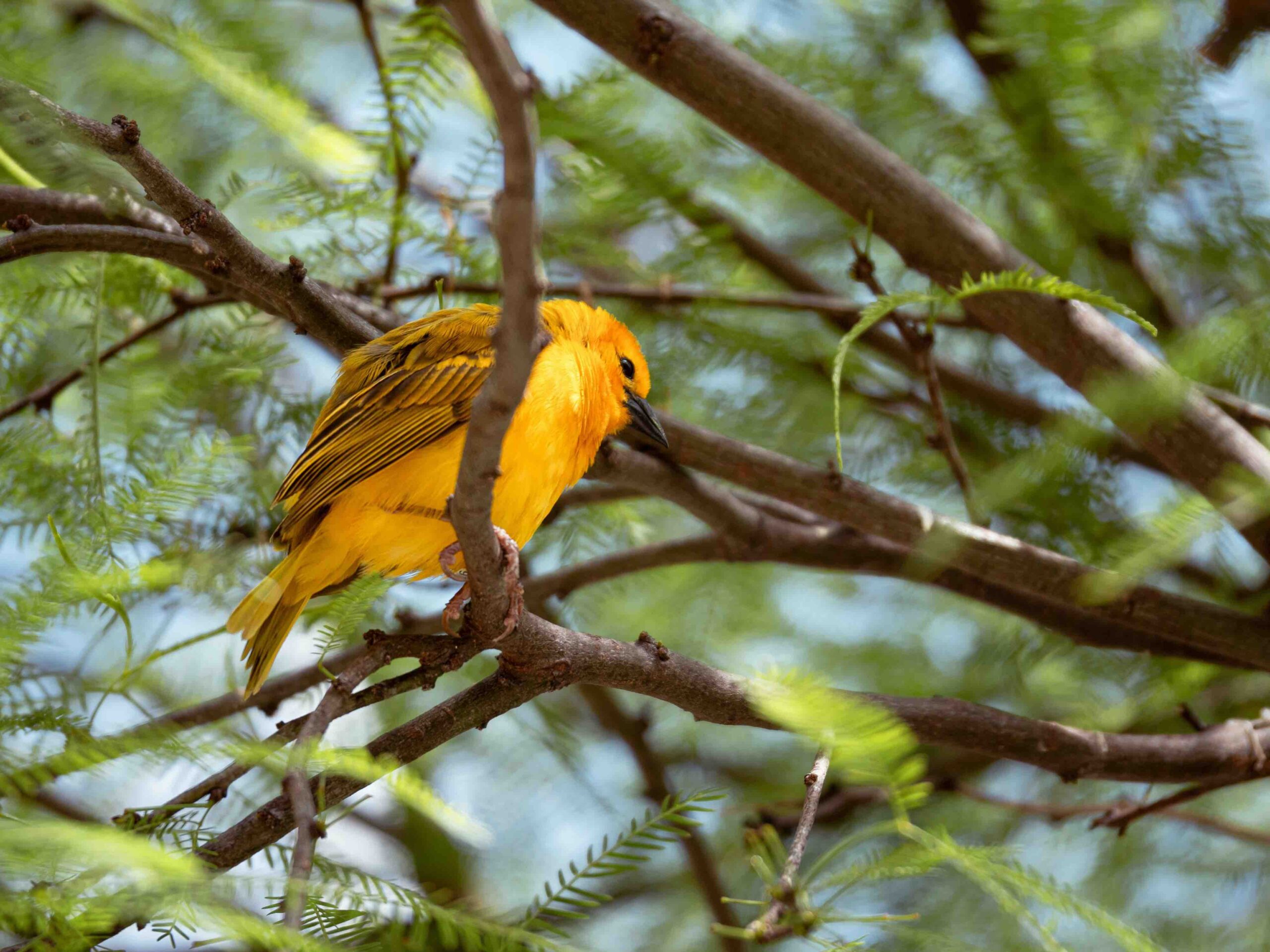 10 εντυπωσιακά facts για τα καναρίνια - topetmou