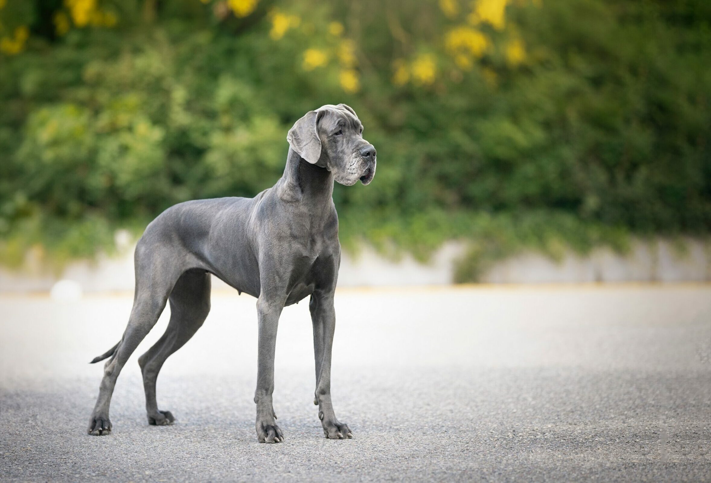 Ενδιαφέρουσες αλήθειες για τους Μεγάλους Δανούς - topetmou