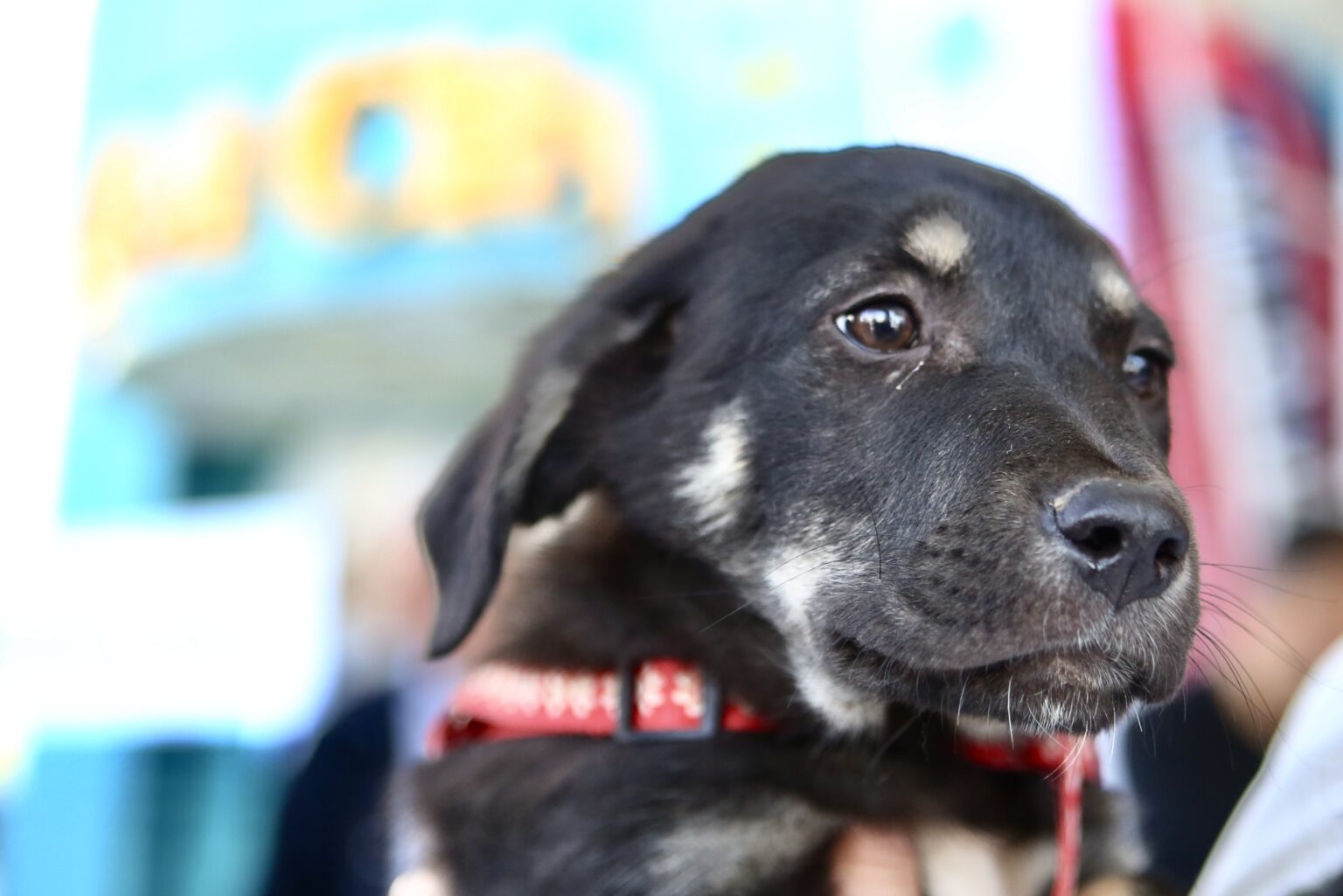 Μάθε τα πάντα για τα κατοικίδια- topetmou