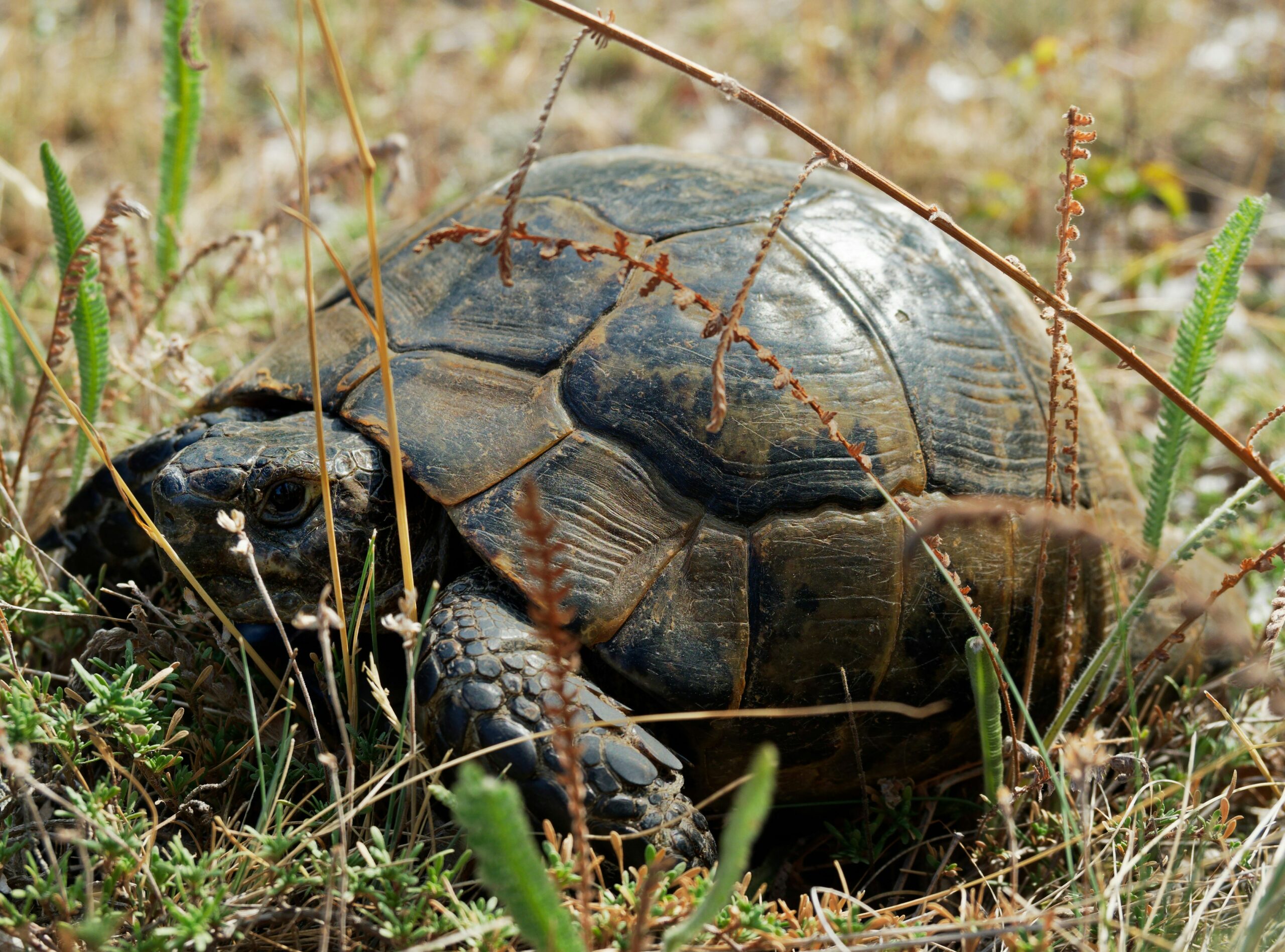 Μάθετε περισσότερα για την Ελληνική χελώνα - topetmou