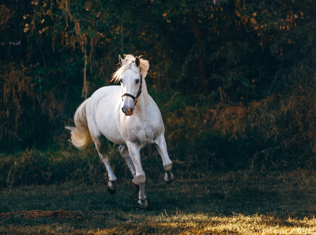 5 μεγαλόσωμες φυλές γατών - topetmou