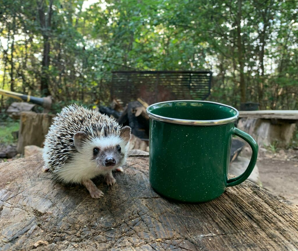 Παπαγάλοι: Οι 7 φυλές που μπορείτε να έχετε ως κατοικίδια - topetmou