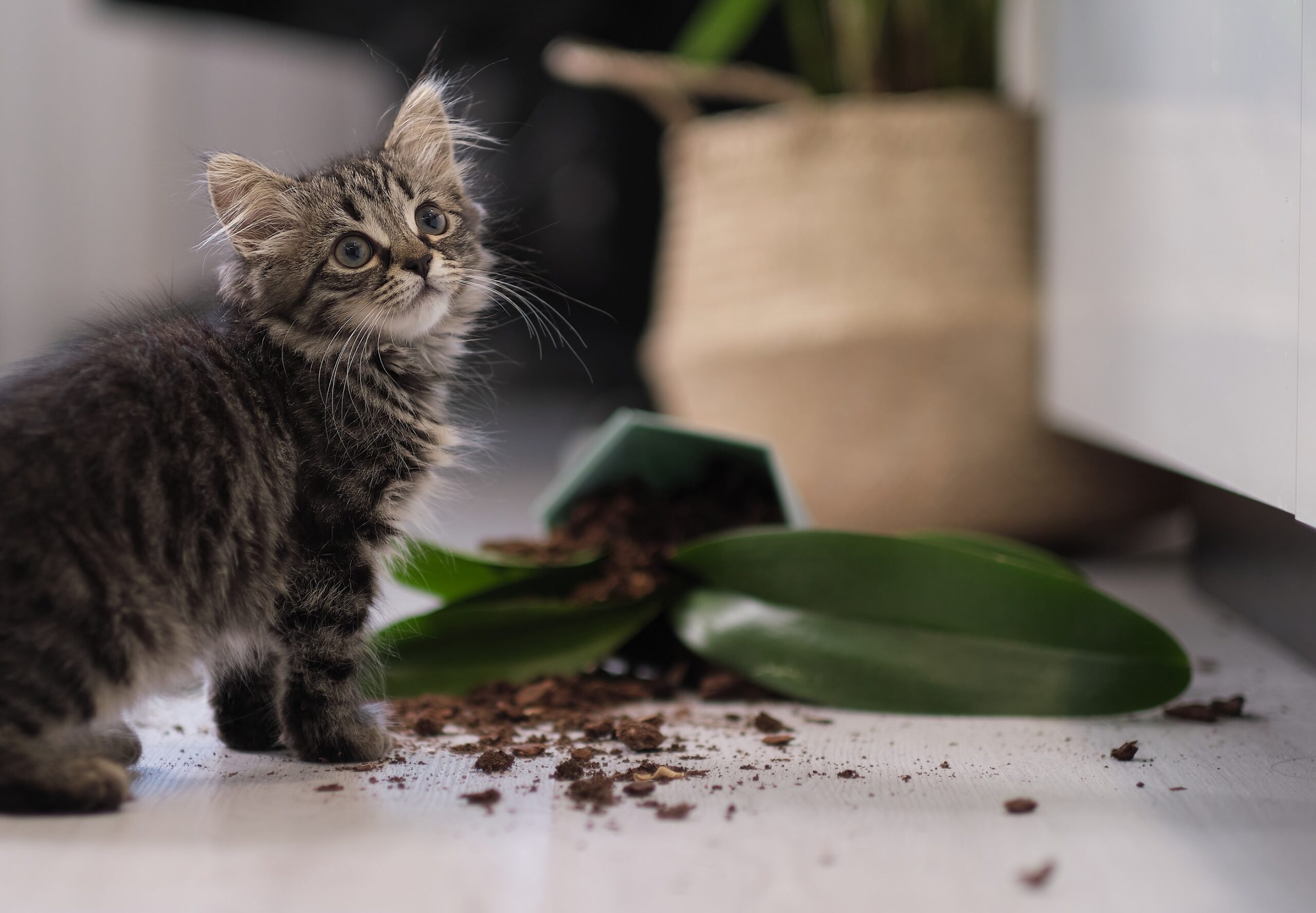 Αισθάνεται η γάτα ενοχές; - topetmou