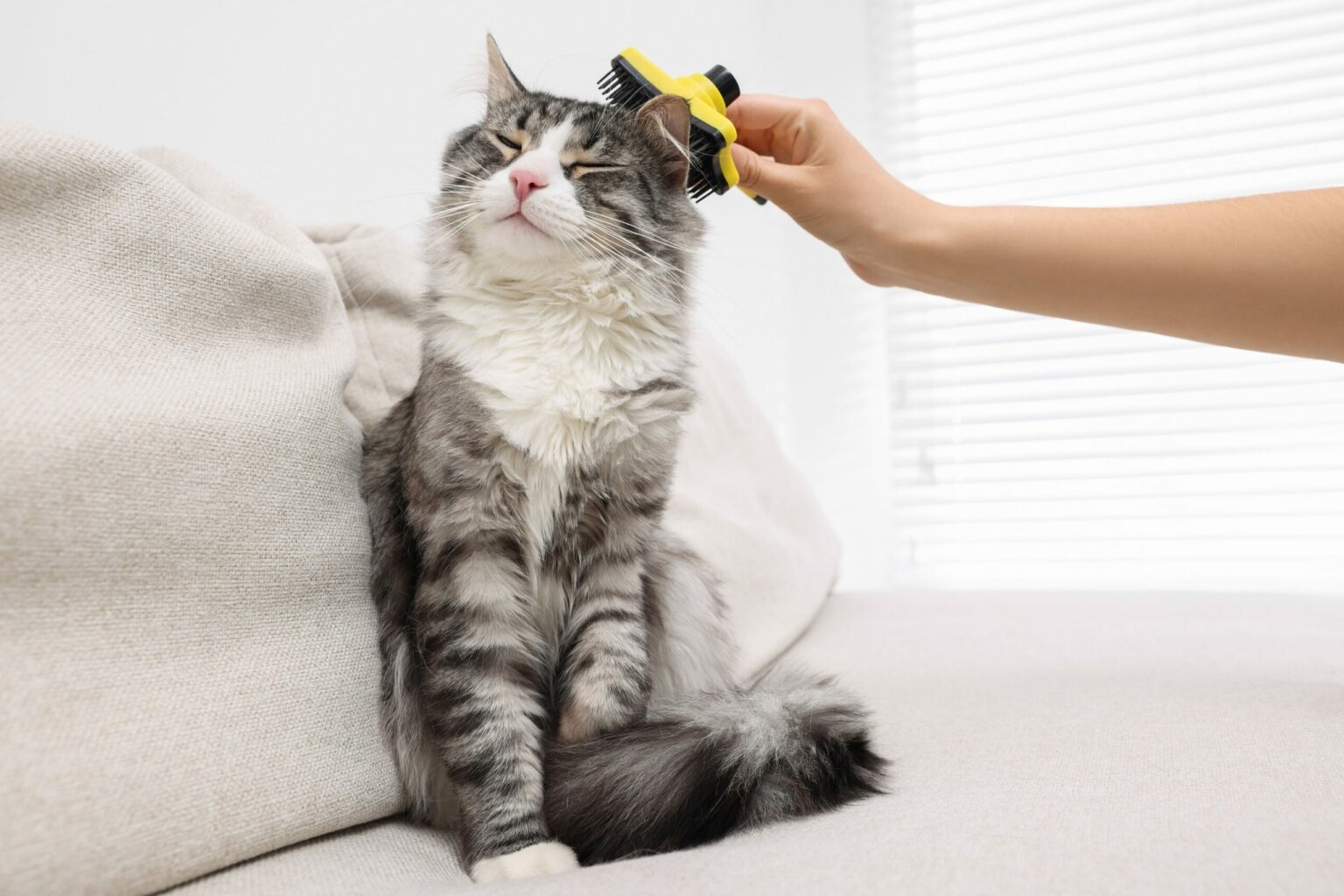 - topetmou 7 εντυπωσιακές πληροφορίες για τα Τζακ Ράσελ