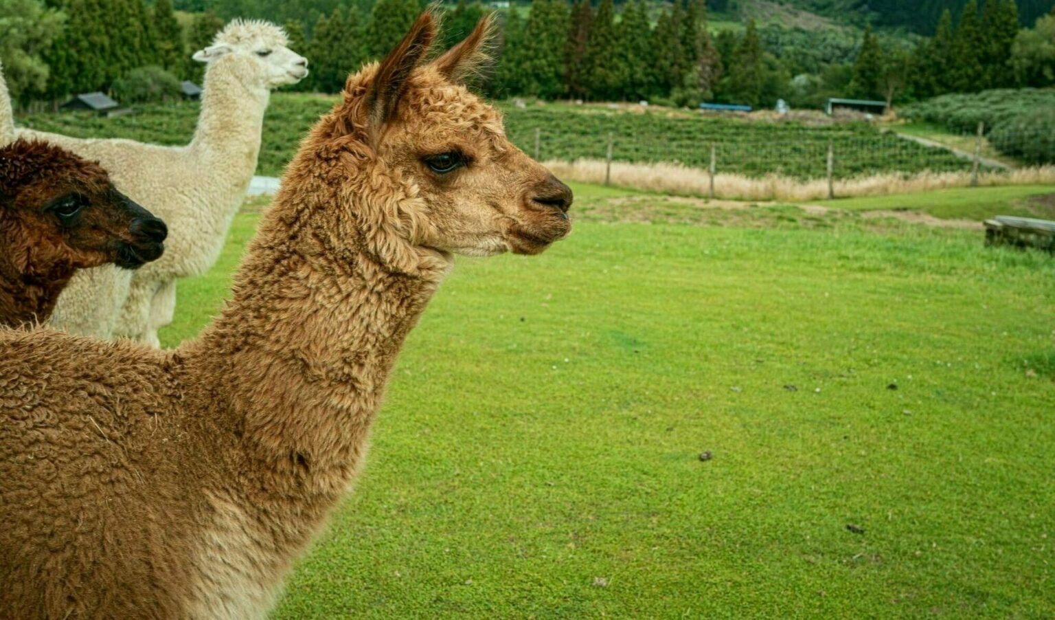 Λάμα ή αλπάκα; Αυτές είναι οι βασικές διαφορές των χαριτωμένων ...