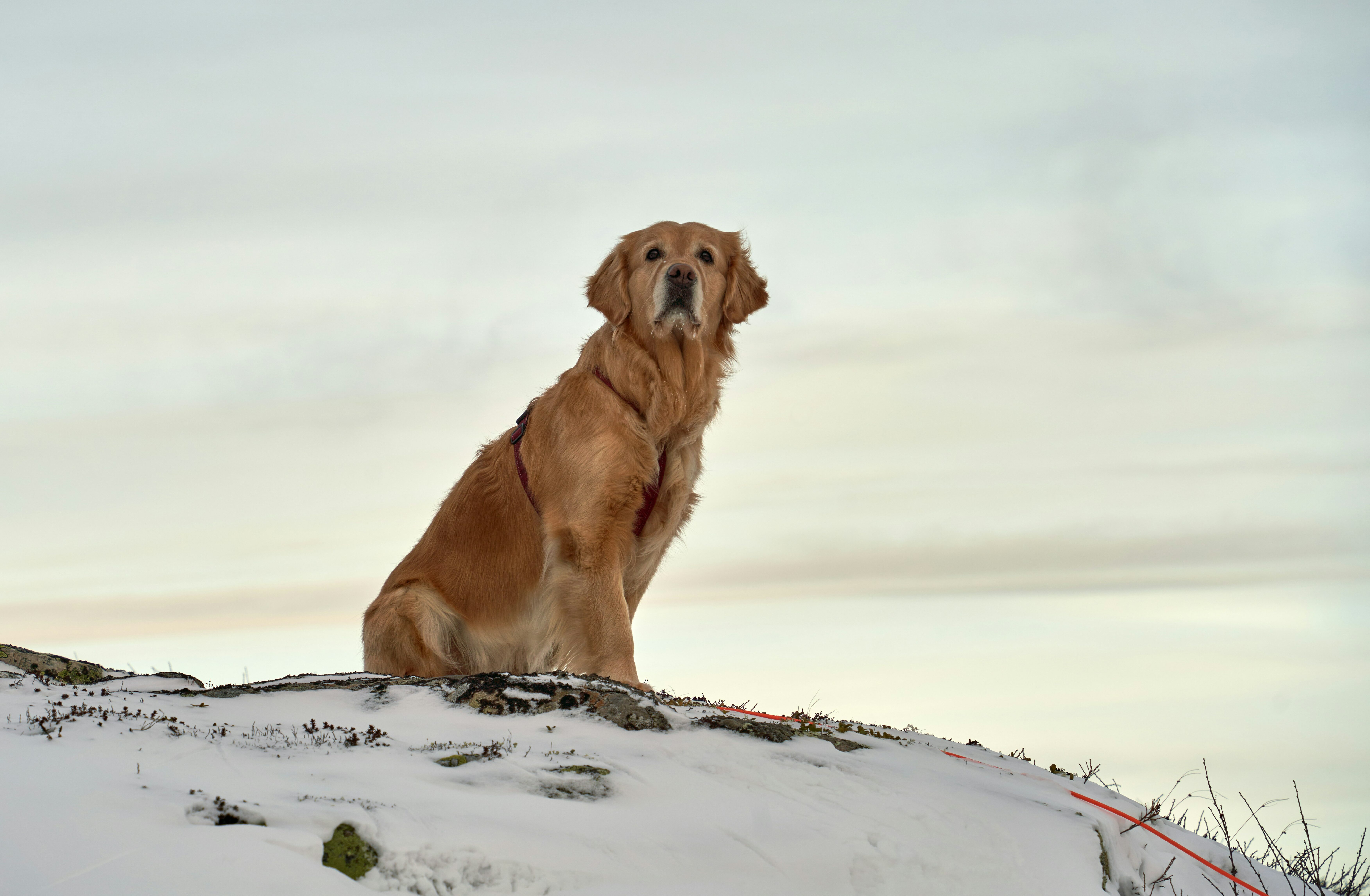 Γιατί ο σκύλος σας δεν έρχεται όταν τον φωνάζετε