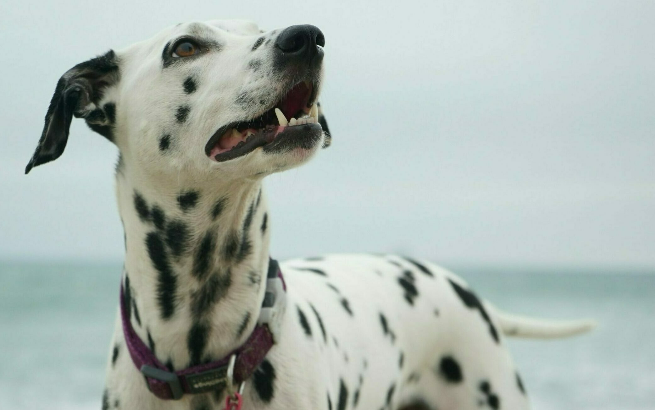 Η ενδιαφέρουσα και μυστηριώδης ιστορία των σκύλων Δαλματίας - topetmou