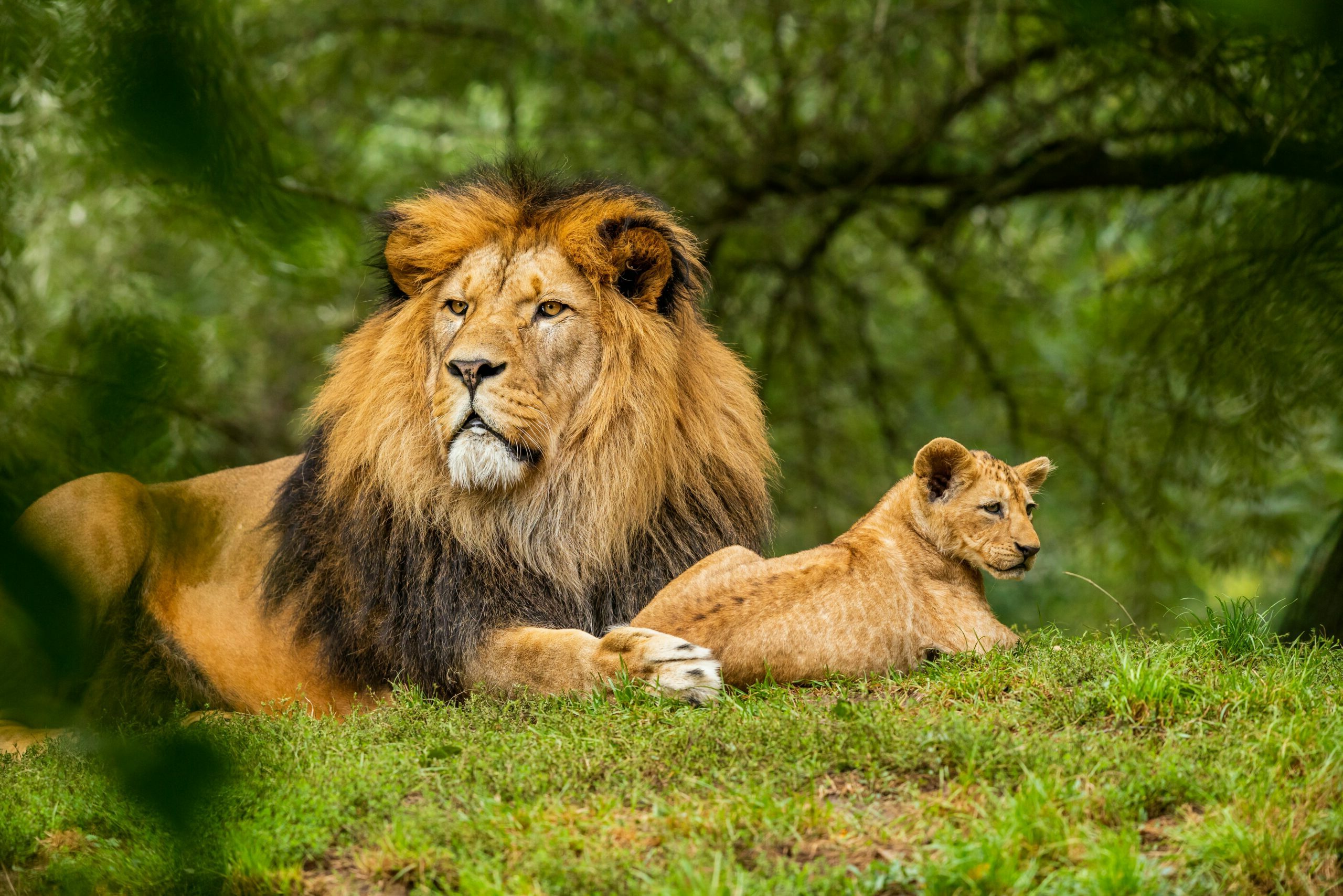 Αυτές είναι οι πιο αξιοπερίεργες αλήθειες σχετικά με τα λιοντάρια - topetmou