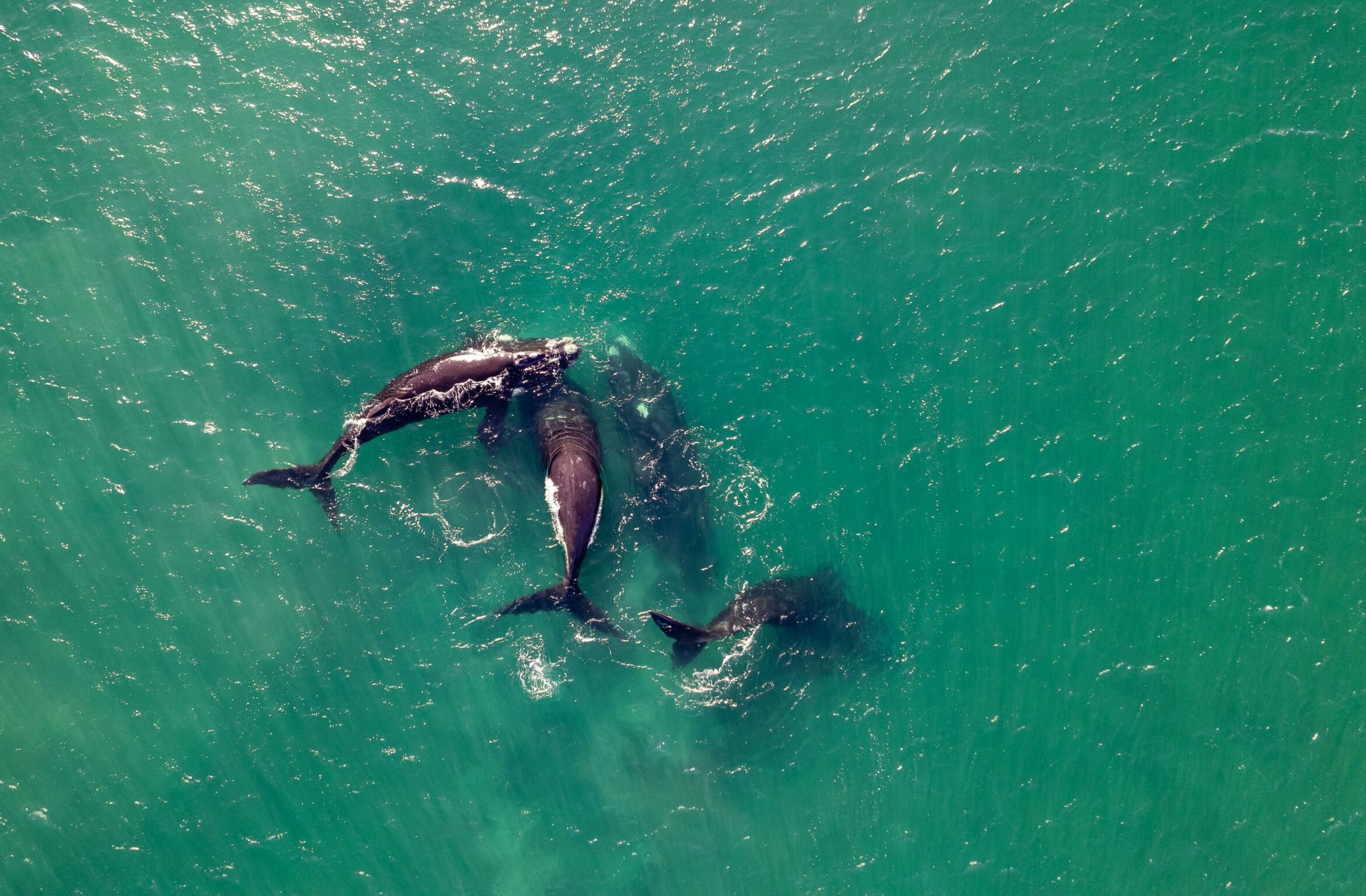 Το τραγούδι των φαλαινών και η ανθρώπινη ομιλία - topetmou
