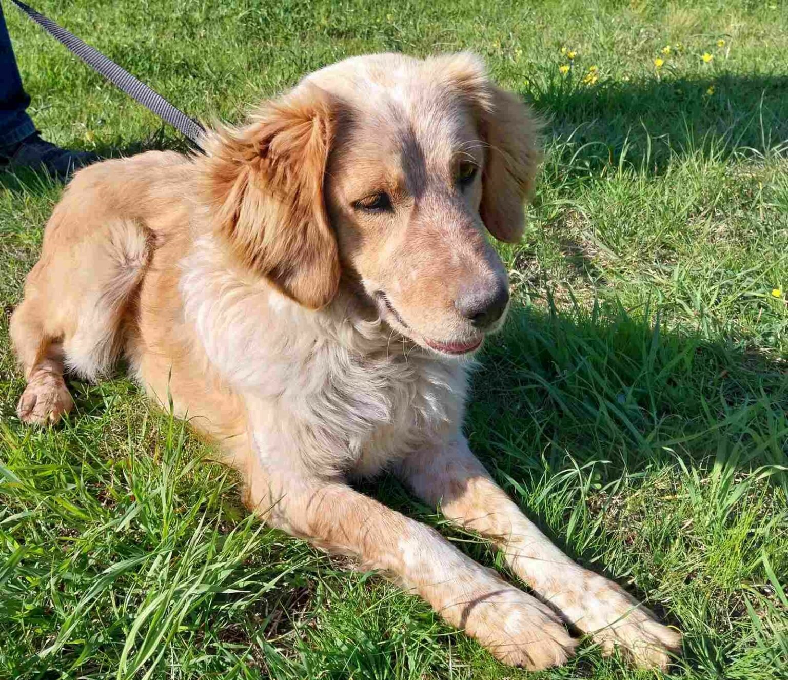 - topetmou Τα καλύτερα αντιπαρασιτικά της αγοράς