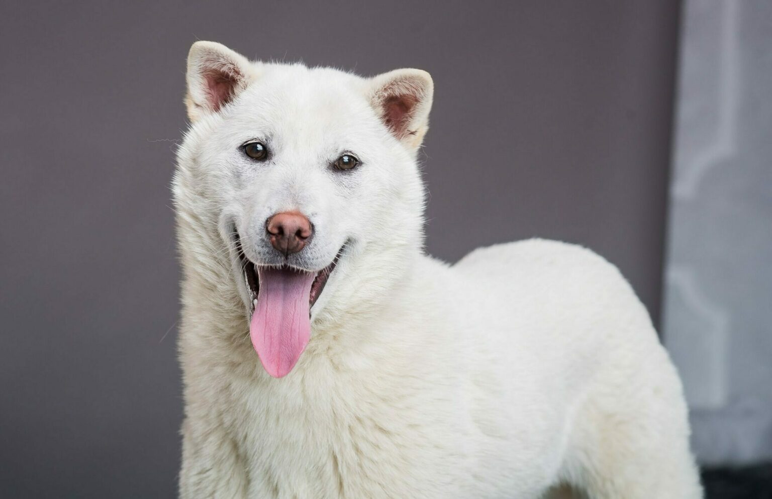 Kishu Ken: Άγνωστα πράγματα για αυτή τη σπάνια φυλή σκύλων