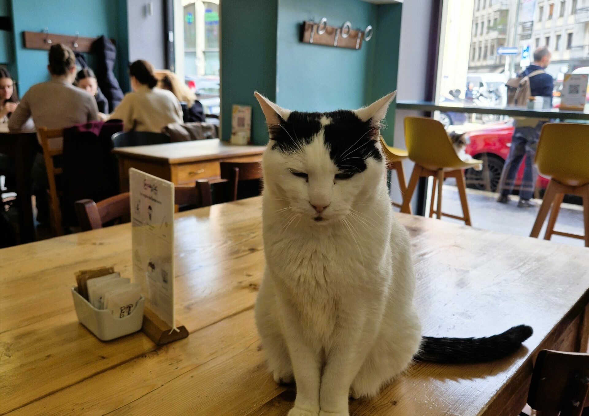 Το Crazy Cat Café του Μιλάνου μας συστήνει τις rock γάτες του