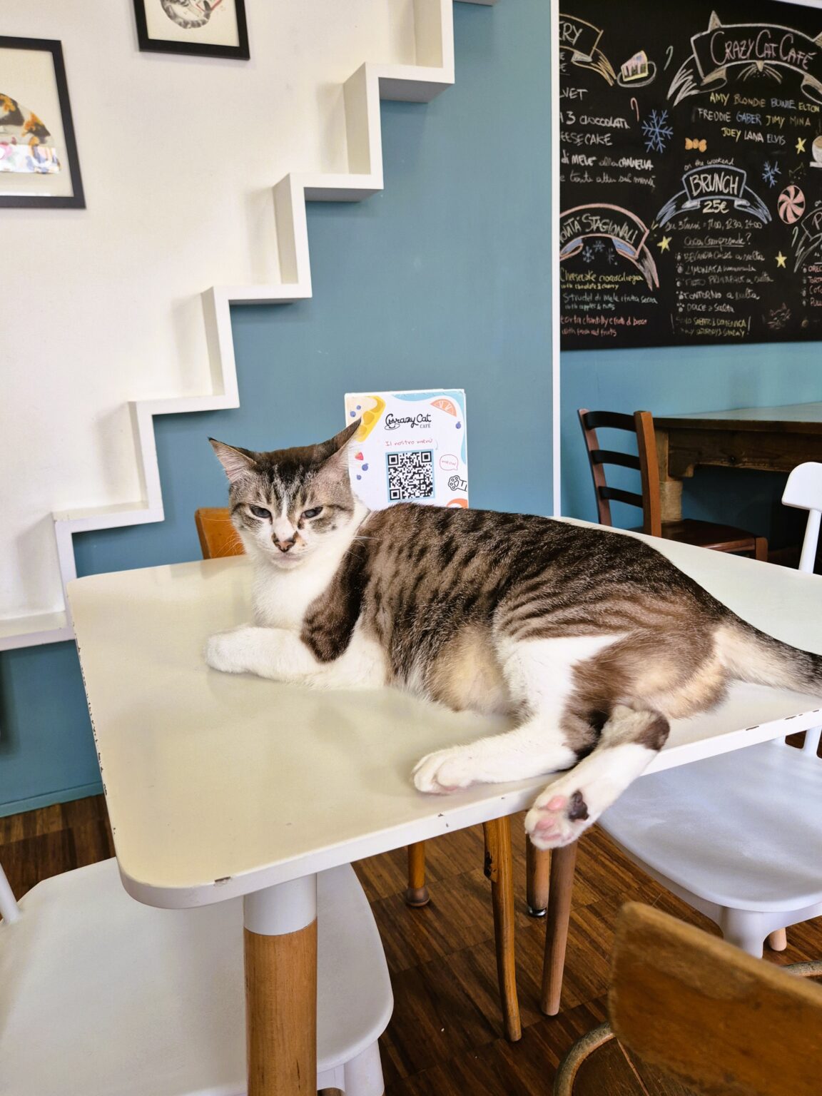 Το Crazy Cat Café του Μιλάνου μας συστήνει τις rock γάτες του