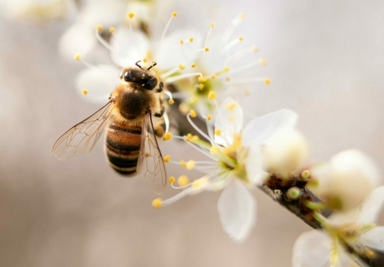 - topetmou 5 πράγματα που εκνευρίζουν τους κτηνιάτρους
