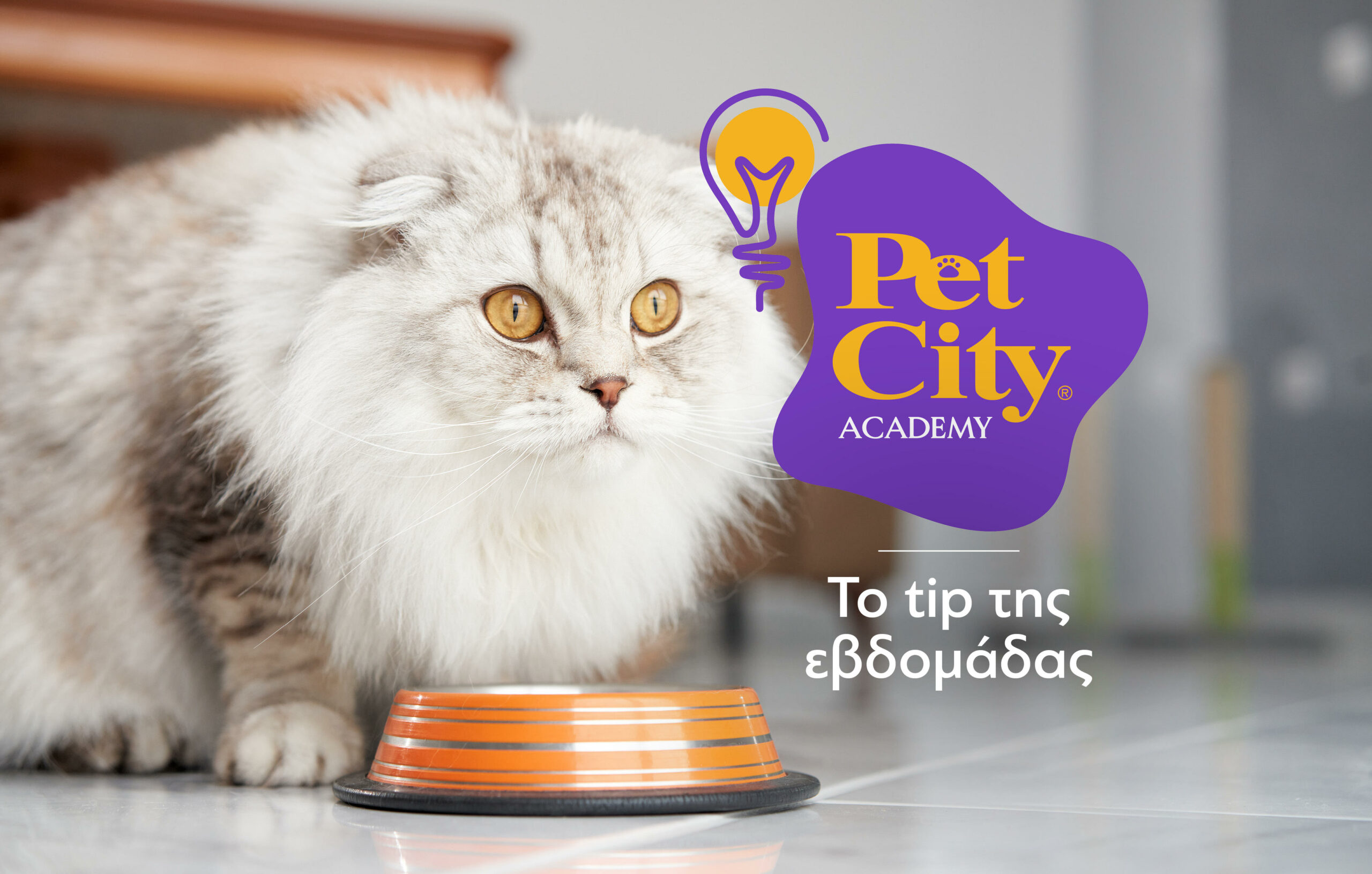 Για ποιους λόγους να επιλέξετε υγρή τροφή για τη γάτα σας