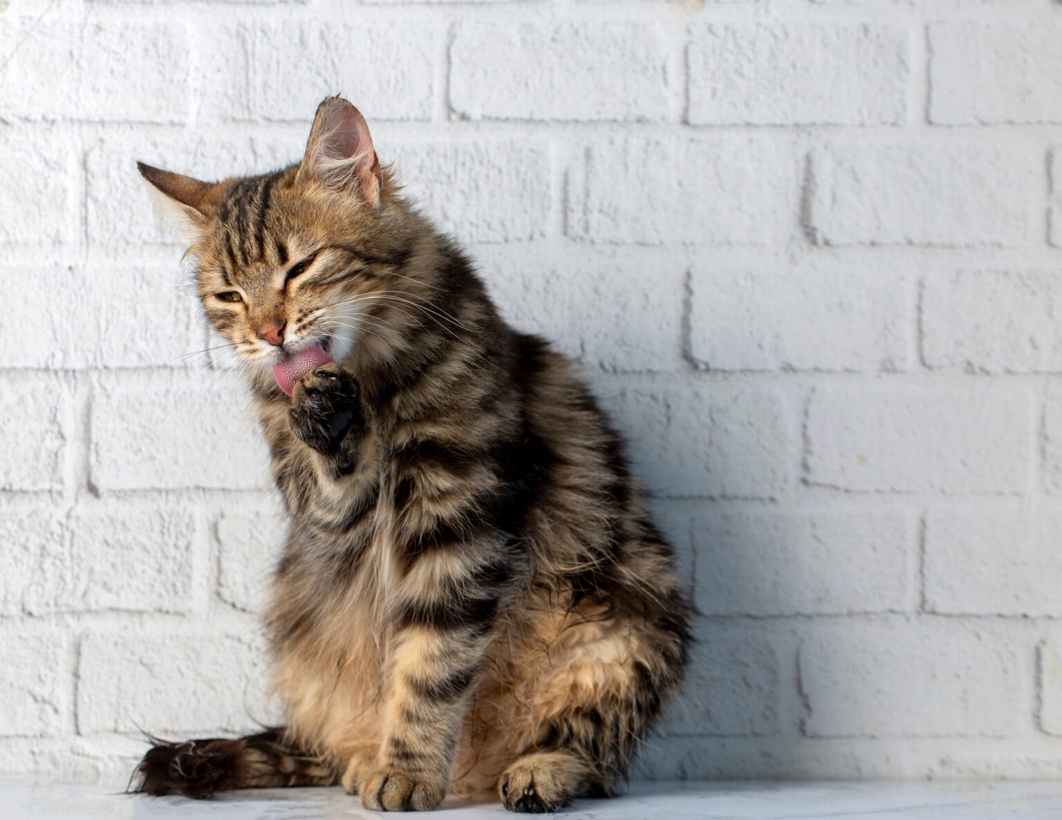 Ζώα και πυροτεχνήματα - topetmou