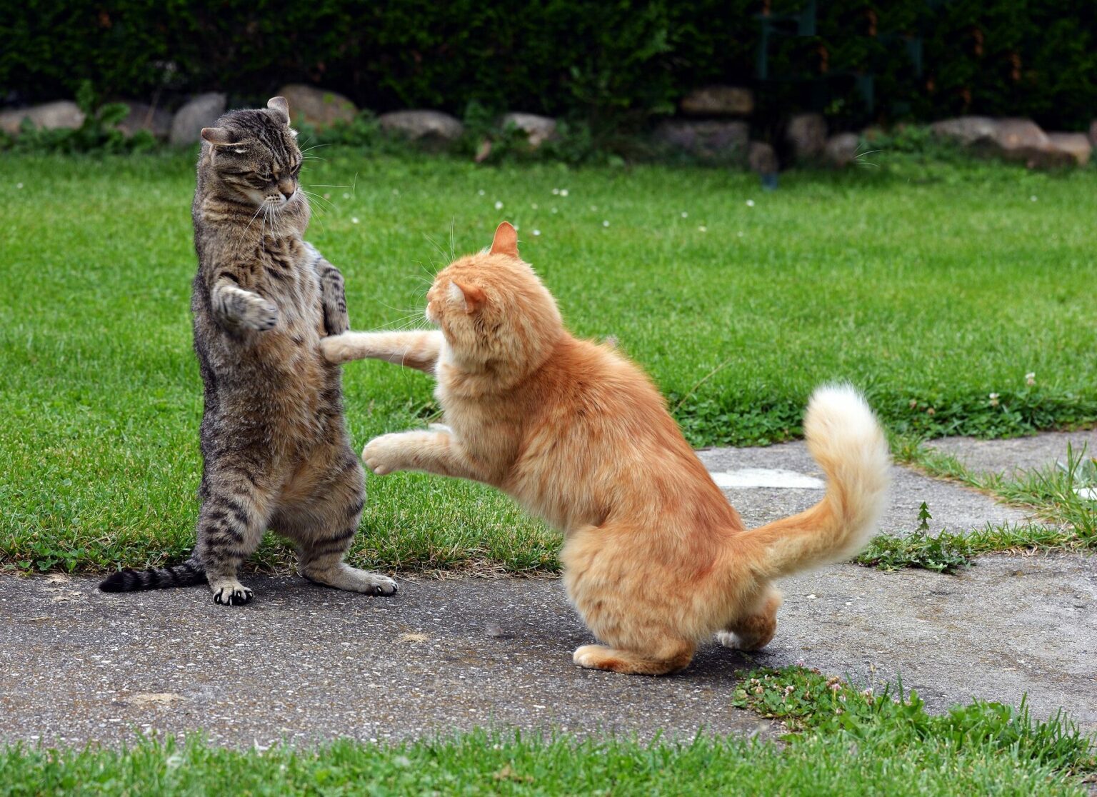 Η ιστορία της εξημέρωσης των γατών - topetmou