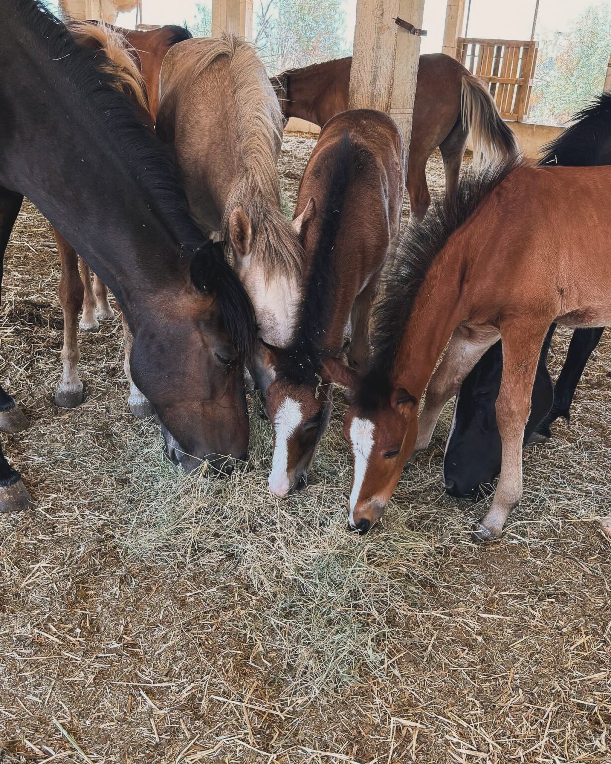 Έκκληση για βοήθεια από το κράτος για τα αλογάκια του Υμηττού