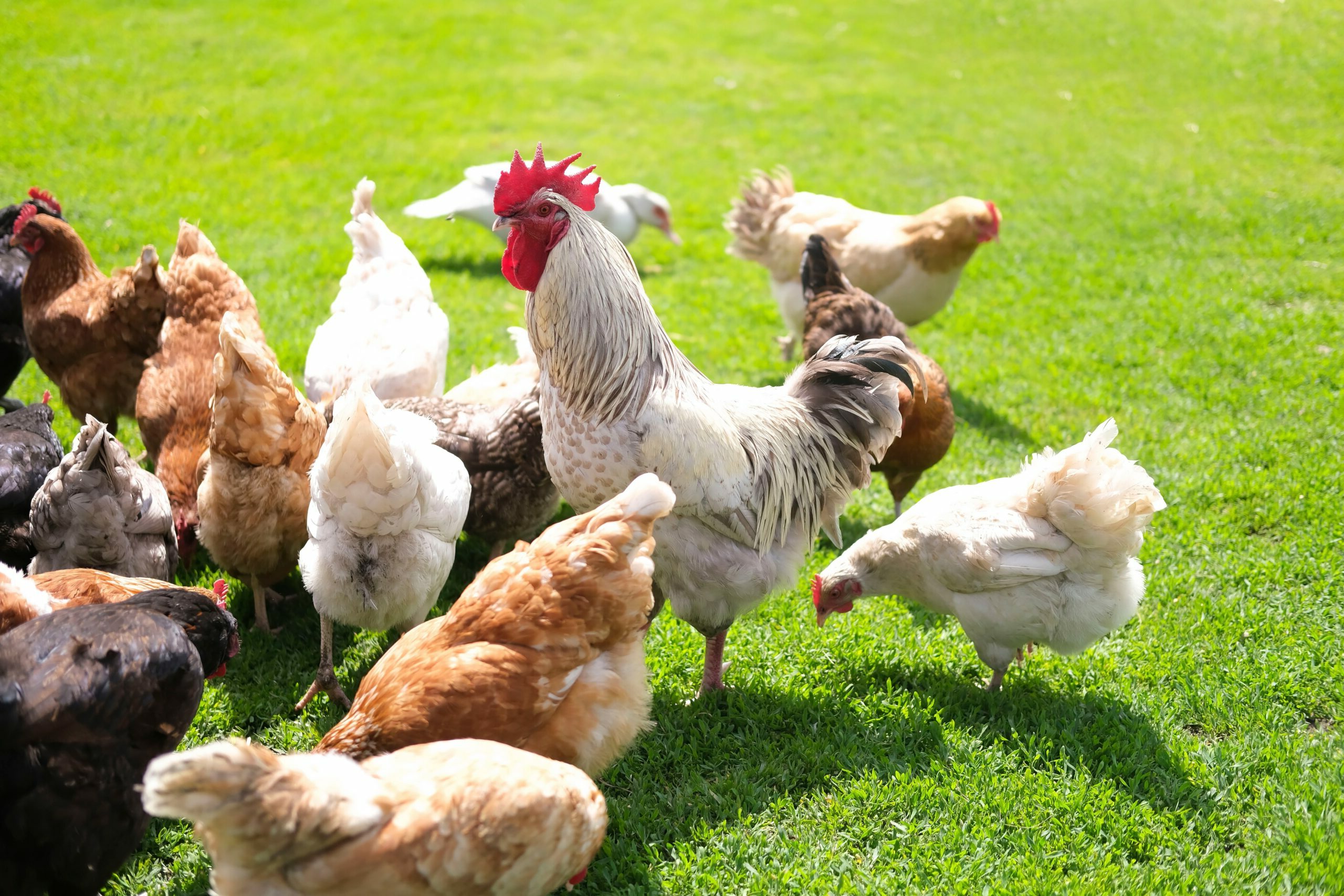 6 άγνωστα και απίστευτα πράγματα για τις κότες και τους κόκορες