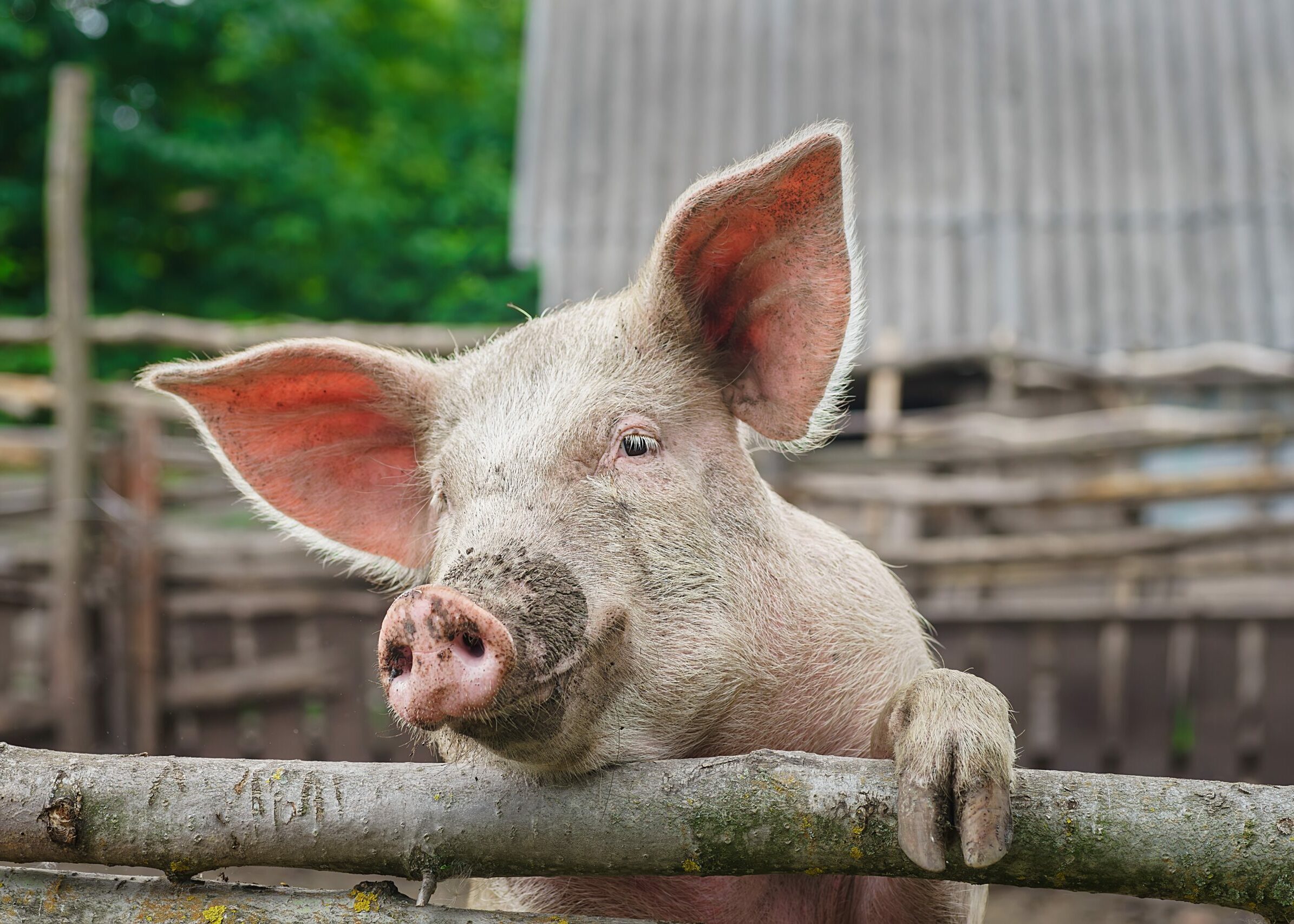 5 απίθανα πράγματα που ίσως δεν γνωρίζατε για τα γουρούνια