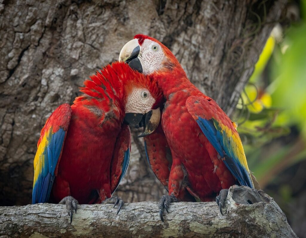9 πράγματα που δεν γνωρίζατε για τις κουκουβάγιες - topetmou