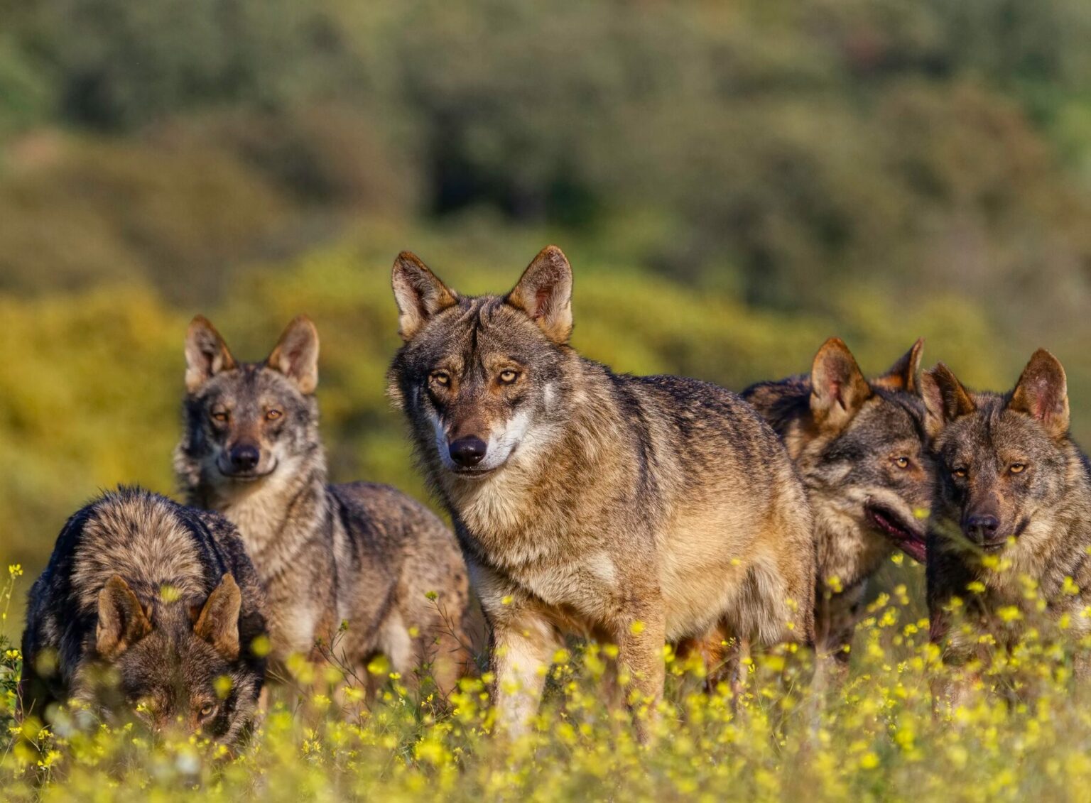 7 ενδιαφέροντα πράγματα που αξίζει να ξέρετε για τις καμήλες - topetmou