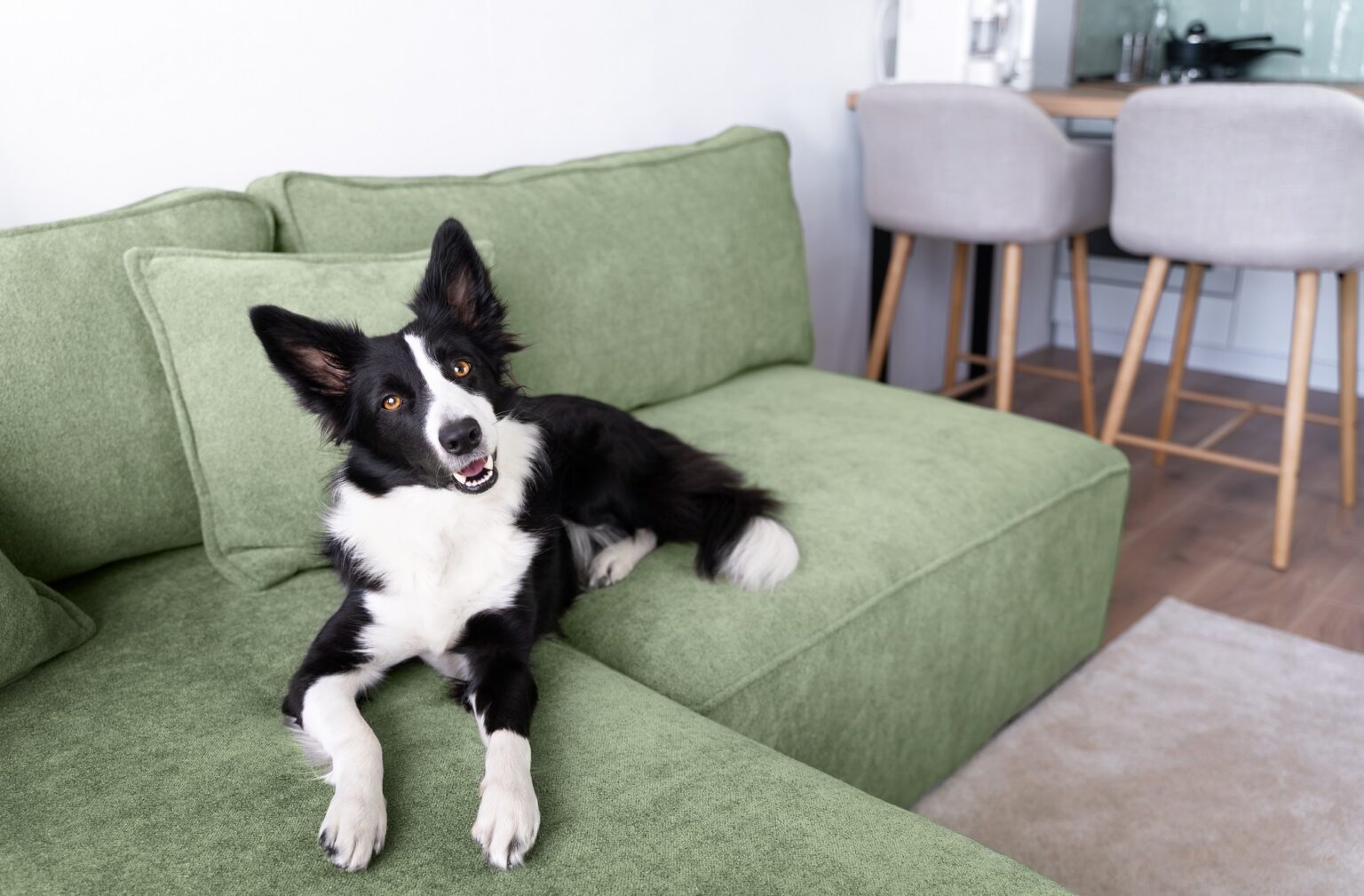 Τα 6 πιο επικίνδυνα για τον σκύλο μας πράγματα που έχουμε σπίτι