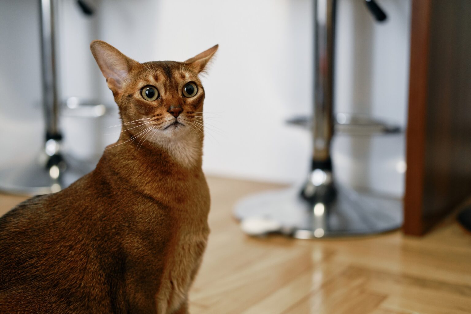 6 πράγματα που φοβίζουν μια γάτα- Πιθανόν δεν τα γνωρίζετε