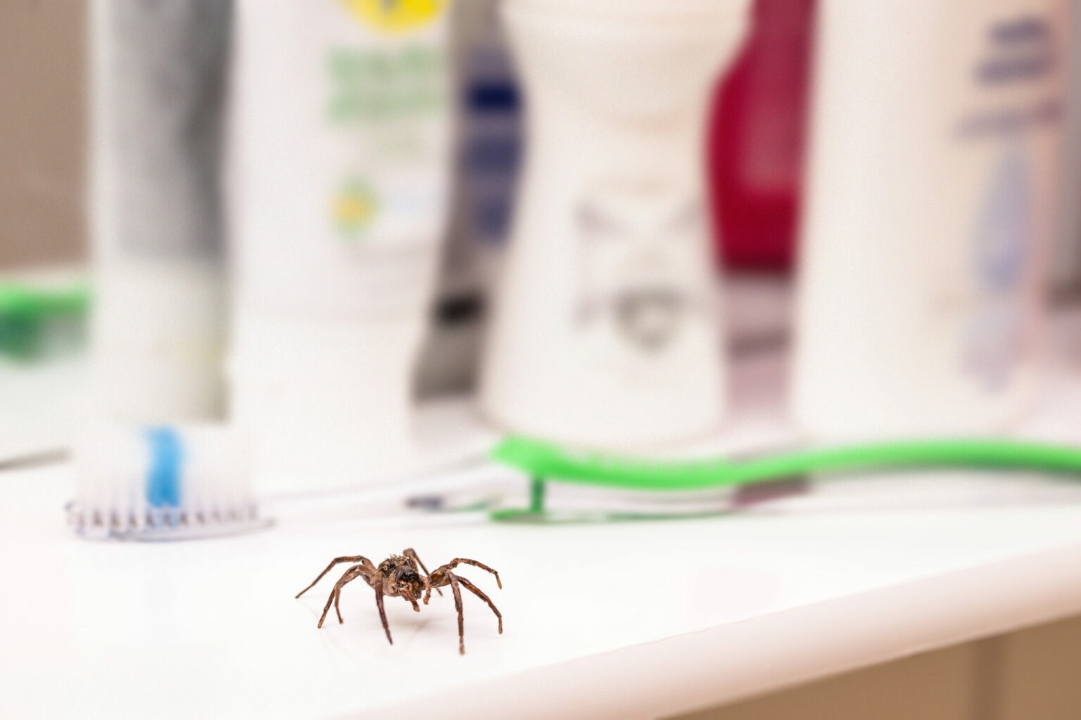 10 πράγματα που αξίζει να ξέρετε για τις αλεπούδες - topetmou